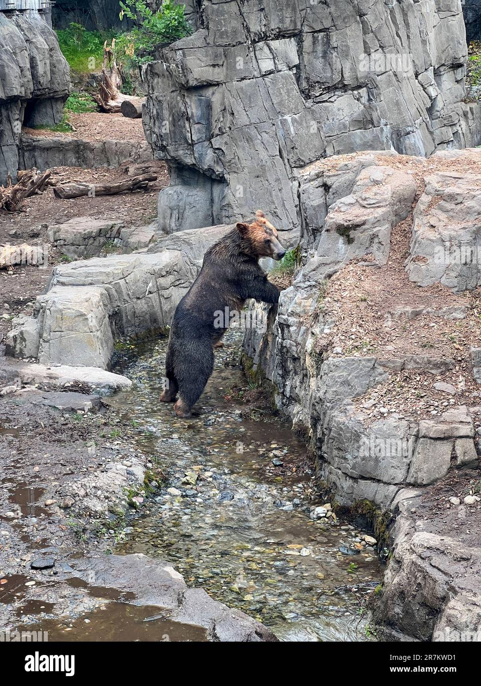 New York City, New York, USA. 23 June 2022. Grizzley Bear on display at ...