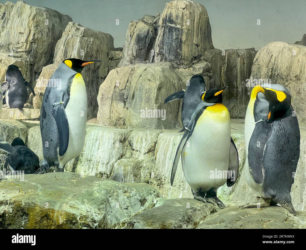 New York City, New York, USA. 23 June 2022. Emperor Penguins on display ...