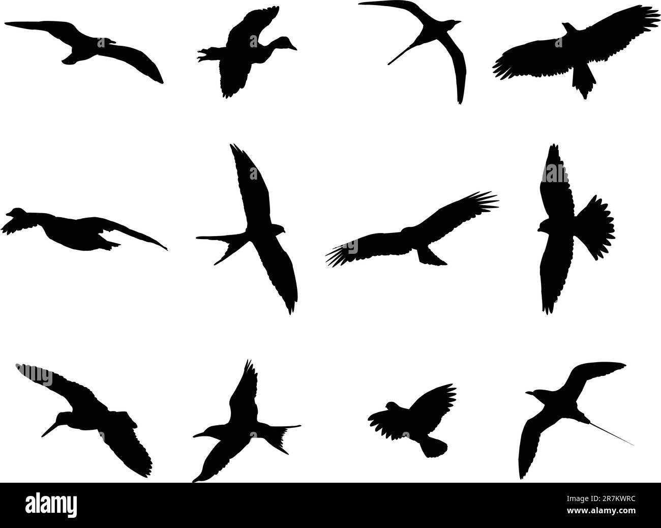 collection of birds - vector Stock Vector Image & Art - Alamy