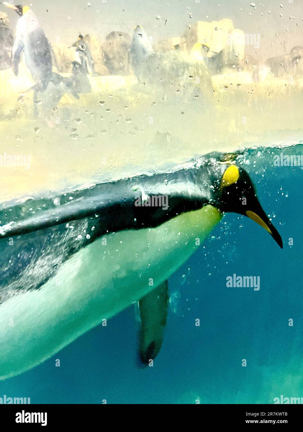 New York City, New York, USA. 23 June 2022. Emperor Penguins on display ...