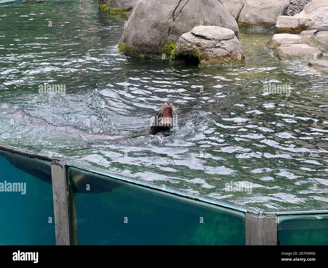 New York City, New York, USA. 23 June 2022. Sean Lions on display at ...