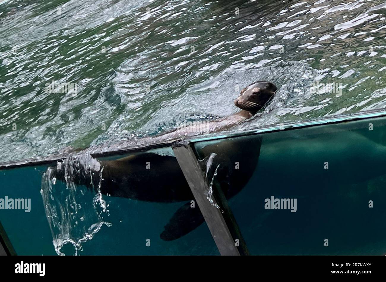 New York City, New York, USA. 23 June 2022. Sean Lions on display at ...