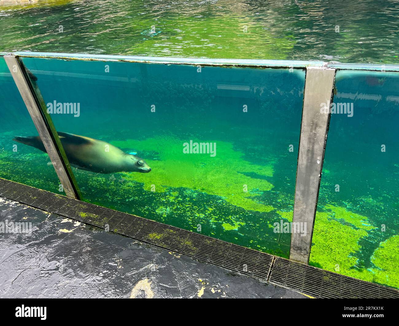 New York City, New York, USA. 23 June 2022. Sean Lions on display at ...