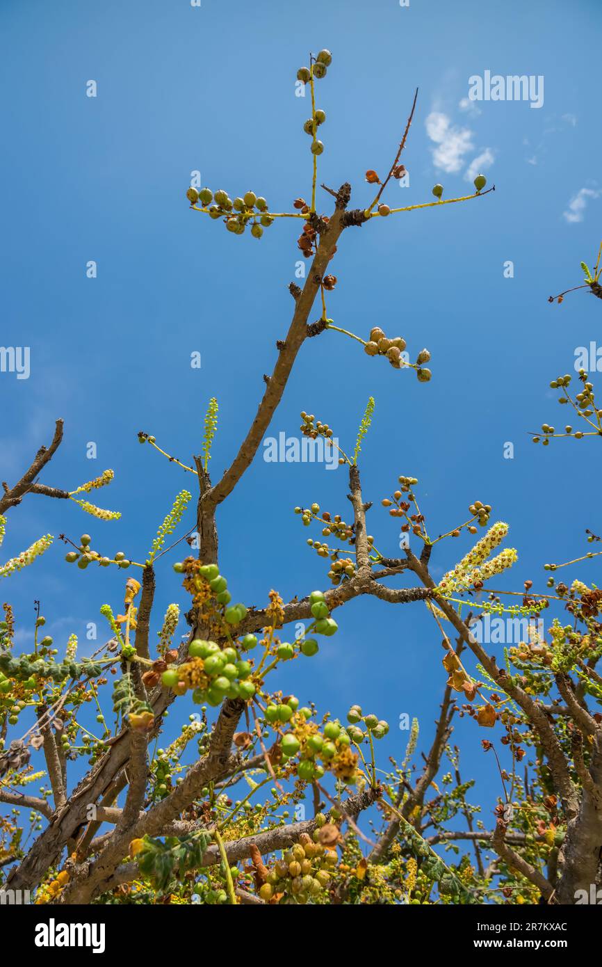Frankincense tree hi-res stock photography and images - Alamy