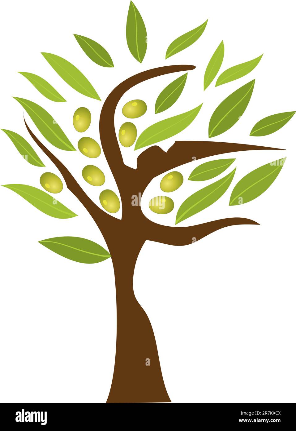 Vector illustration of olive tree Stock Vector Image & Art - Alamy