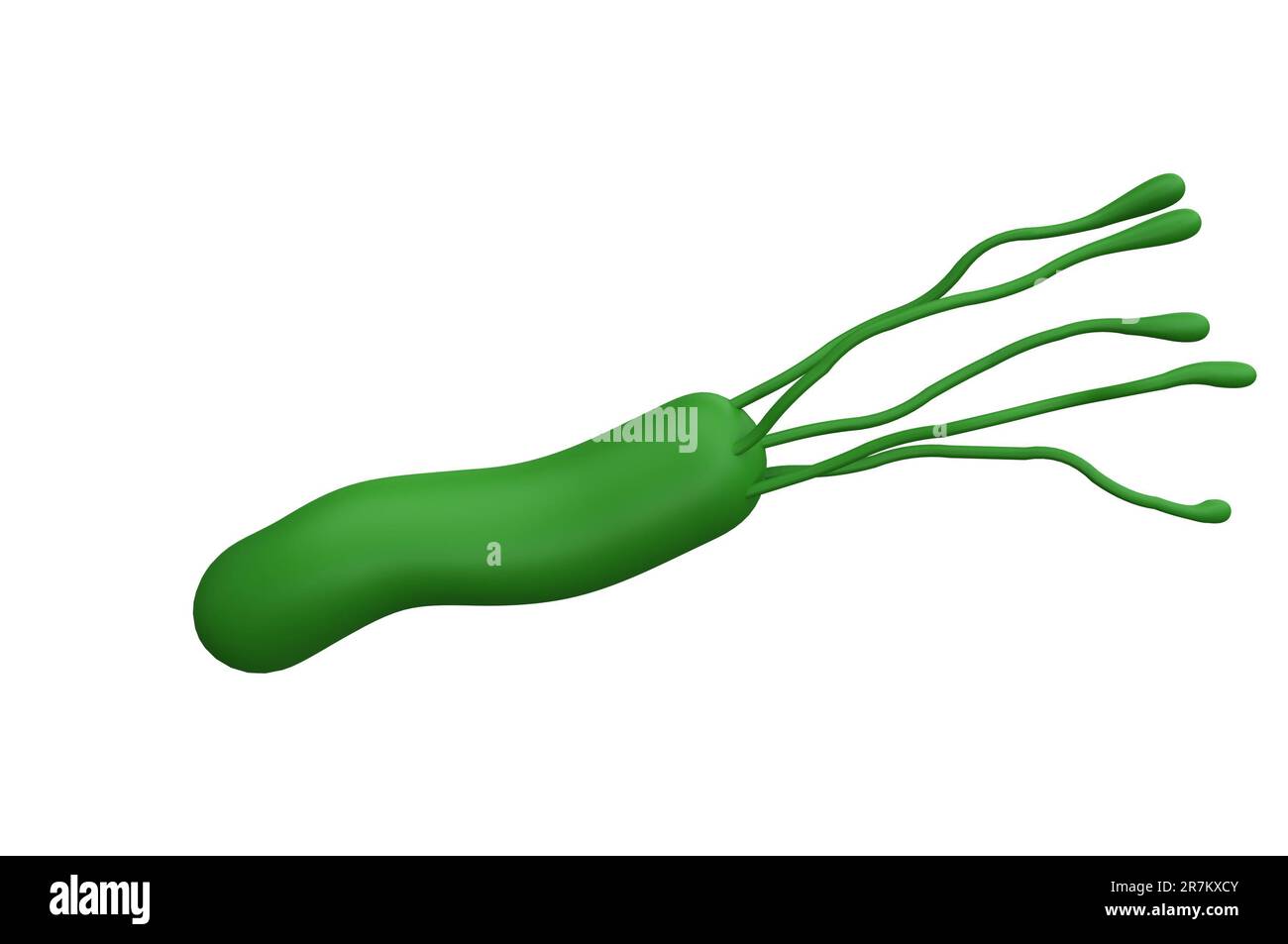 Helicobacter pylori bacteria 3d render realistic medicine icon for logo ...