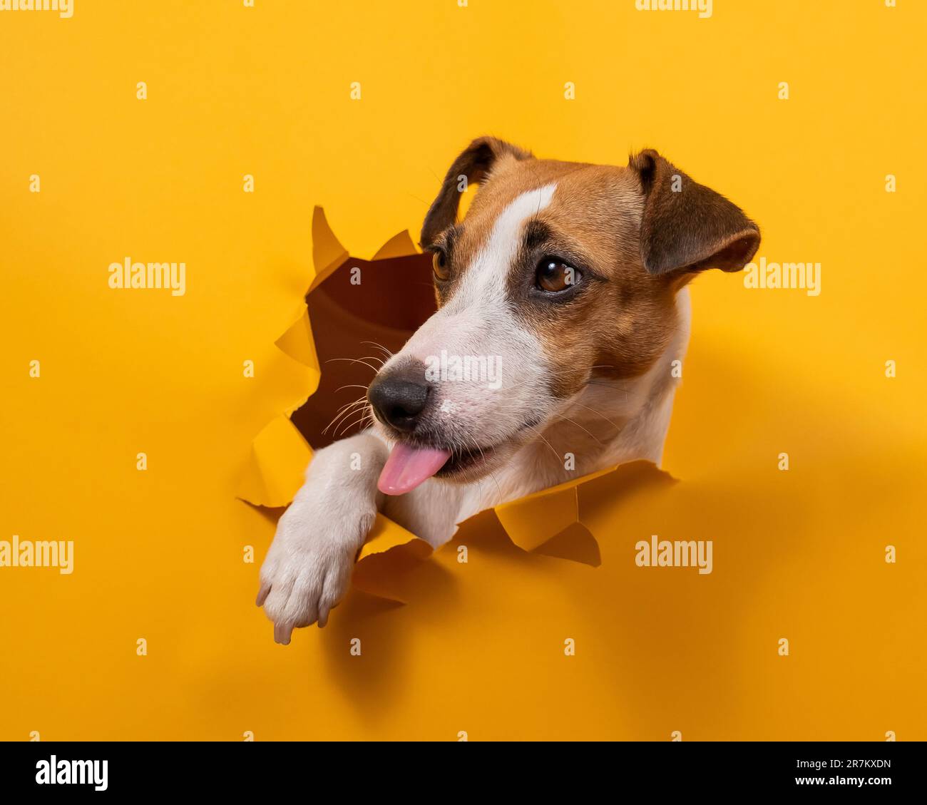 Licking jack russell terrier comes out of a paper orange background ...