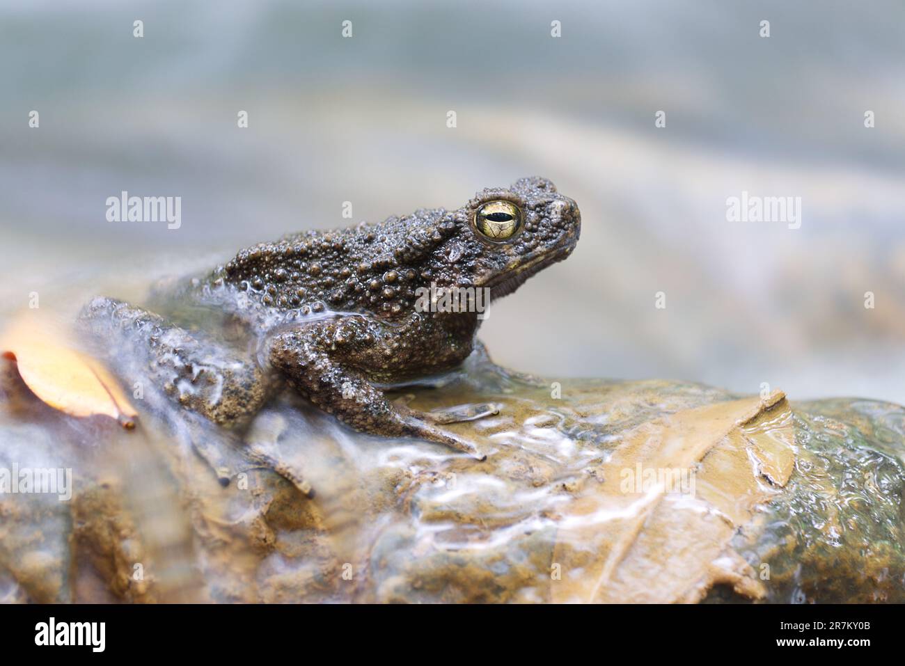 Toad on rock hi-res stock photography and images - Alamy