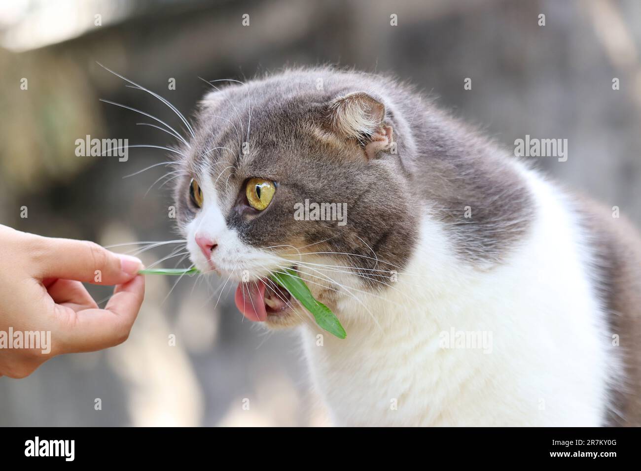 Cat eat grass from hand in the garden for health benefits , Scottish ...