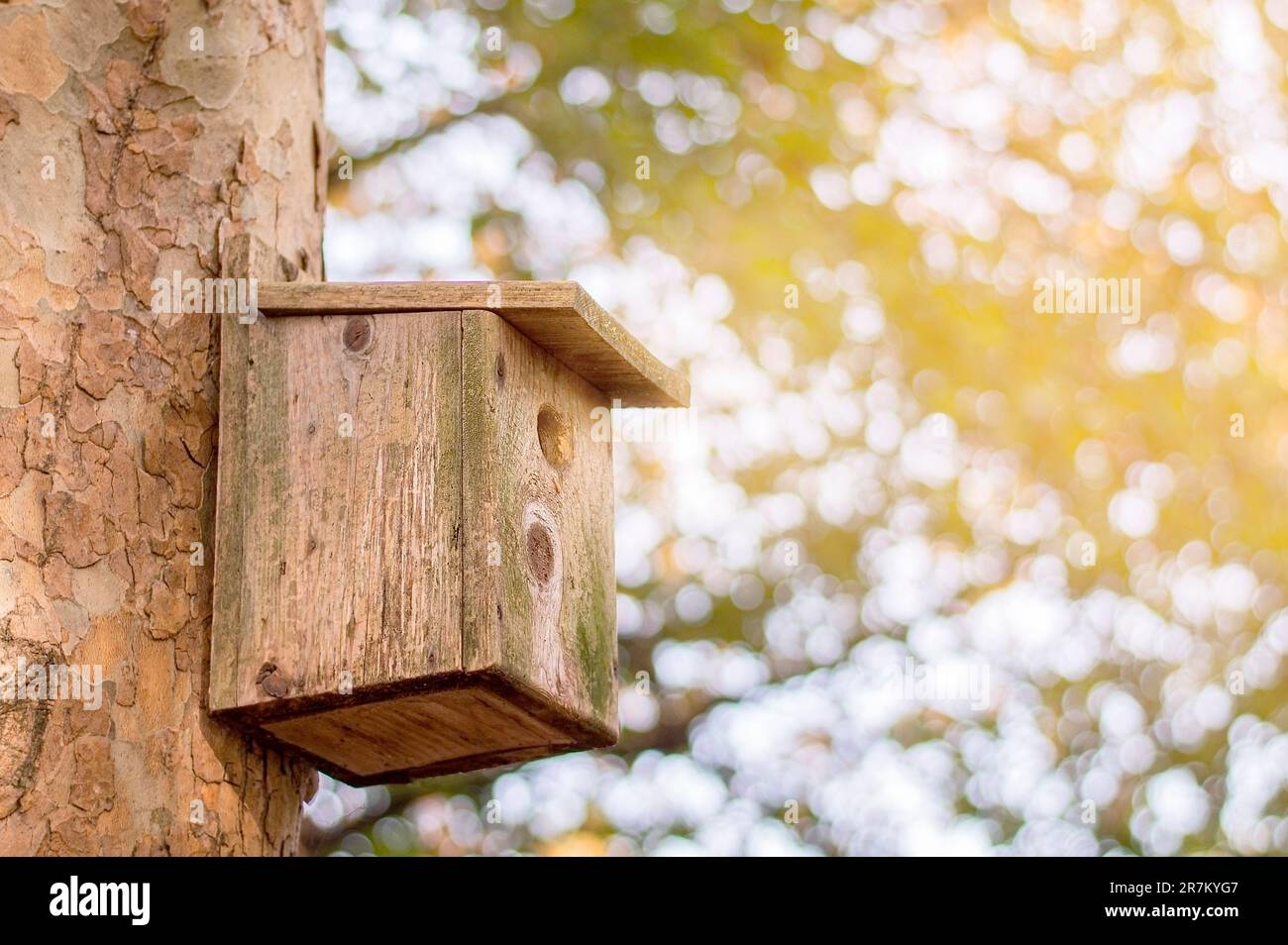 Wooden brown birdhouse on a trunk of a tree in the park. A house for ...