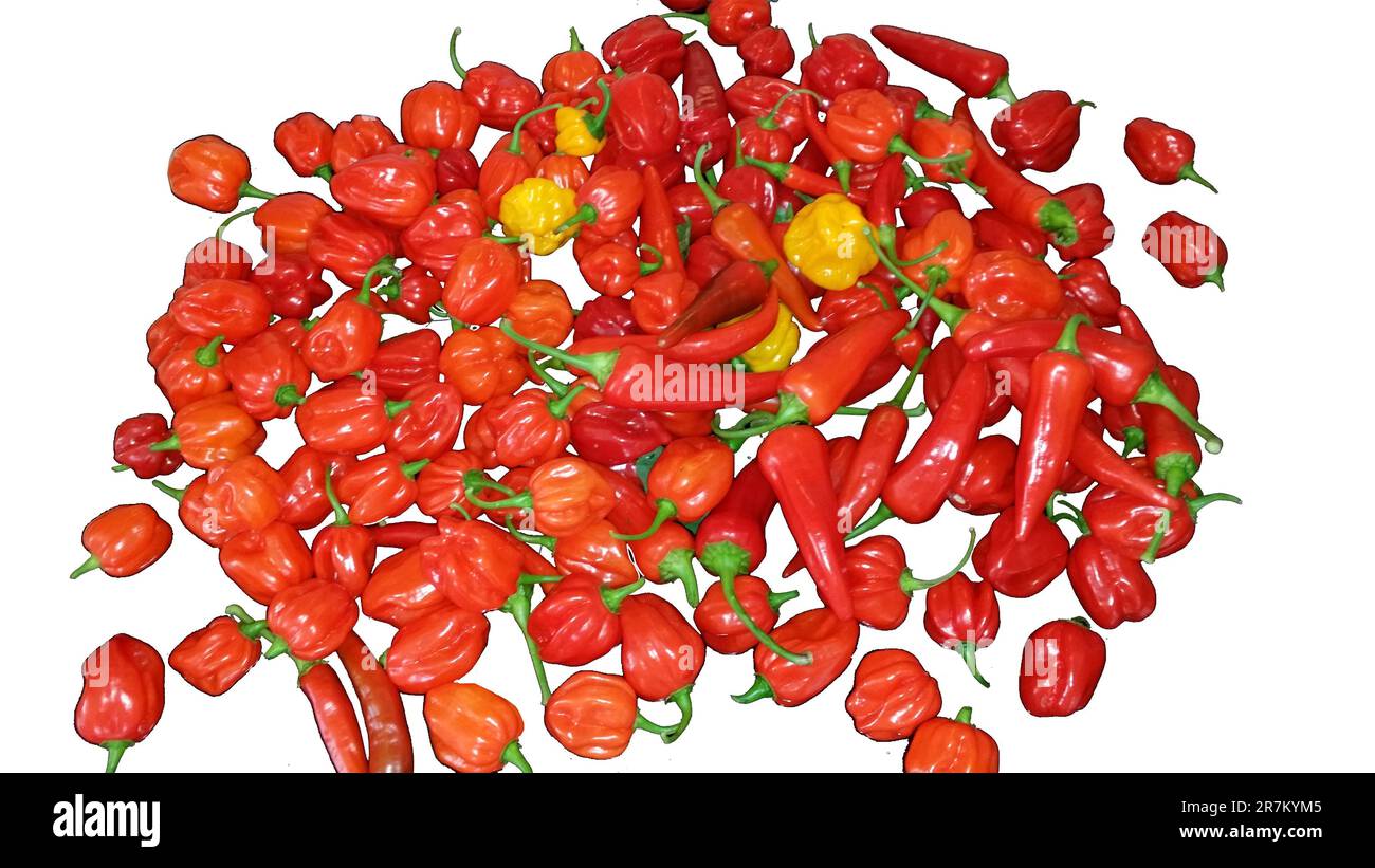 Close up picture of different red and yellow Chilli pods with neutral ...