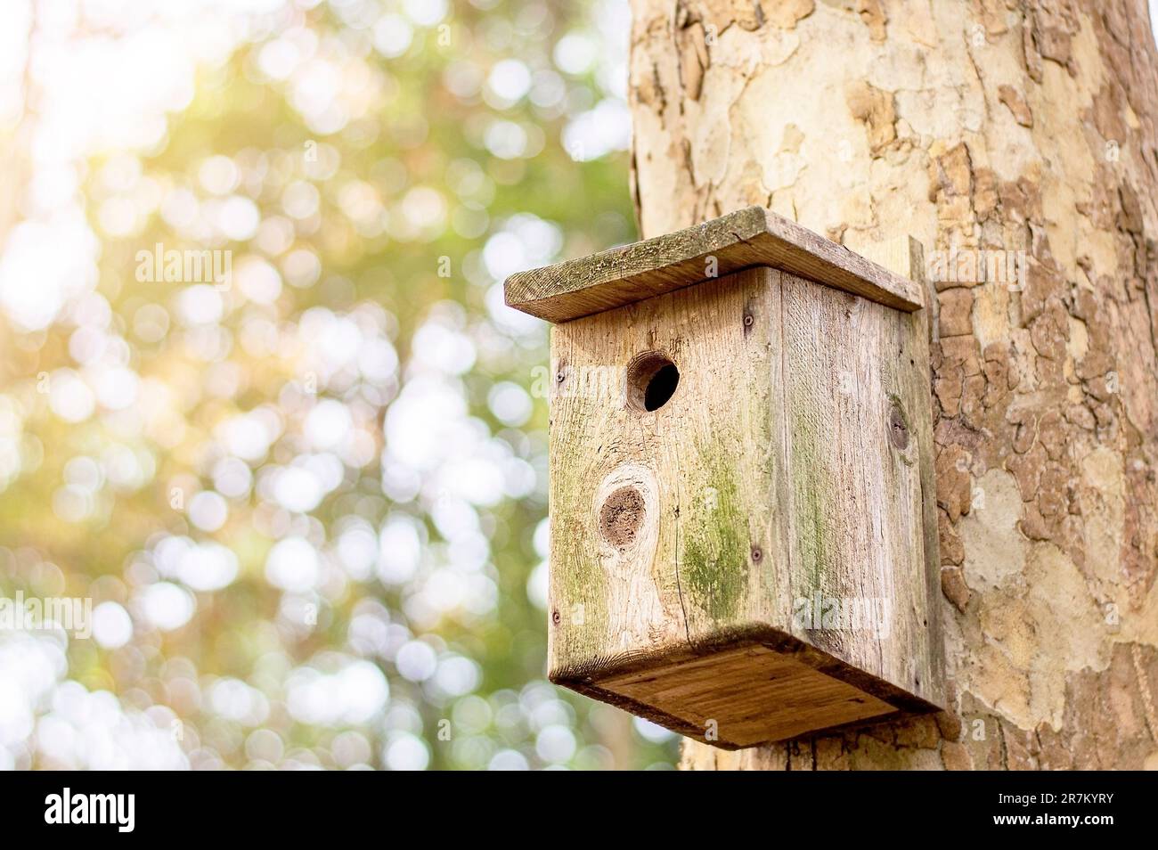 Wooden brown birdhouse on a trunk of a tree in the park. A house for ...