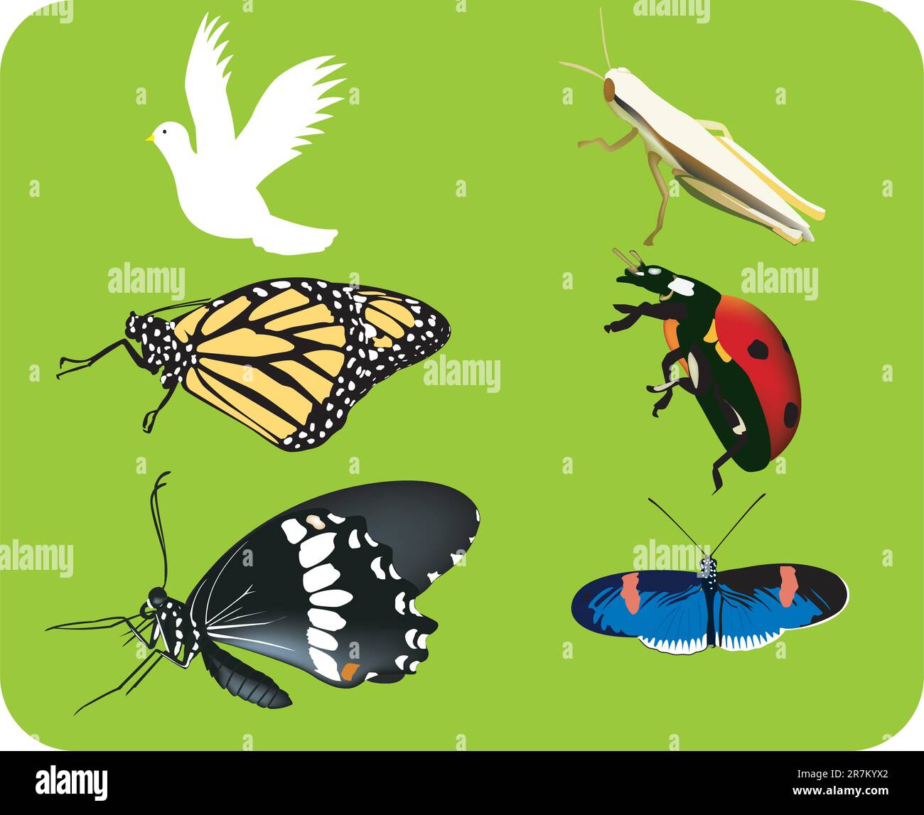 Ladybug, grasshopper,butterfly icon set Stock Vector Image & Art - Alamy