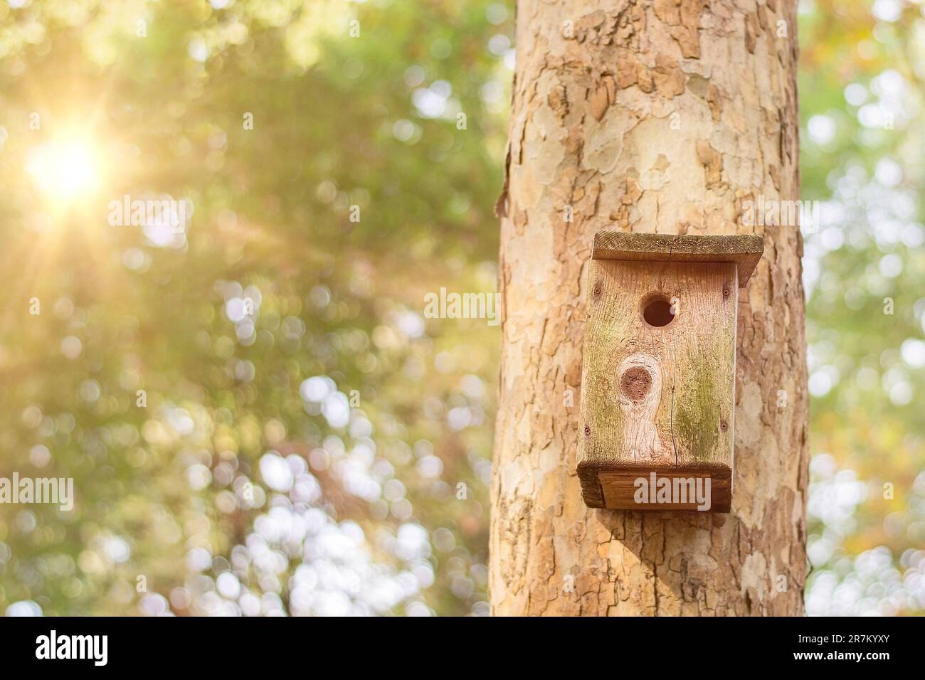 Wooden brown birdhouse on a trunk of a tree in the park. A house for ...