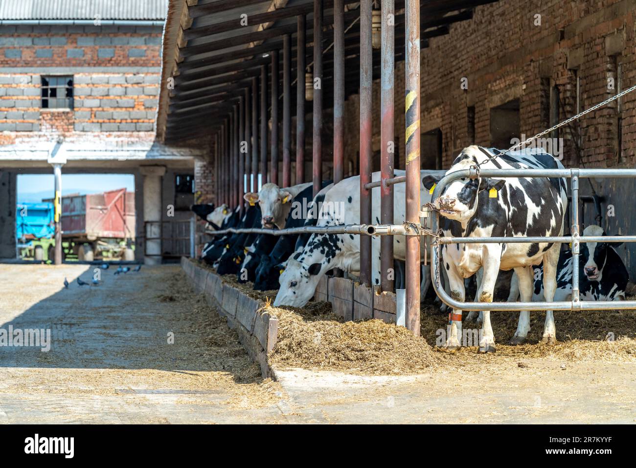 Calf farmyard bull hi-res stock photography and images - Alamy