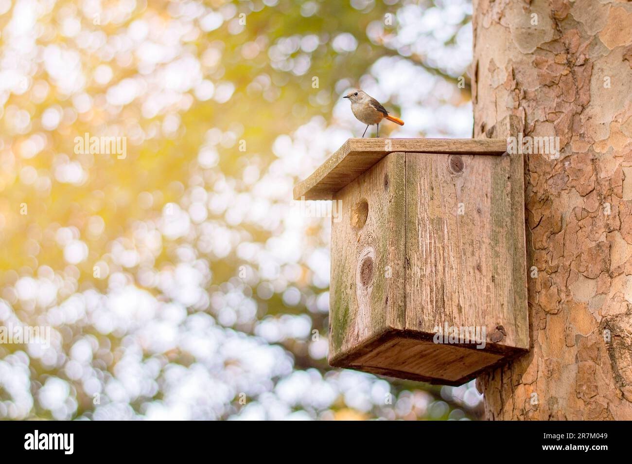 Wooden brown birdhouse on a trunk of a tree in the park. A house for ...