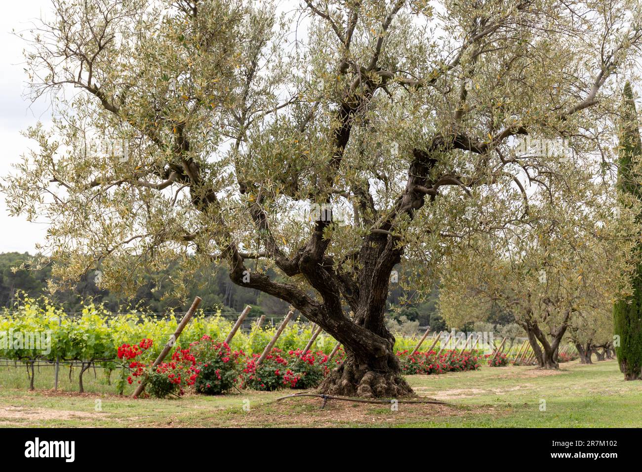 Olive trees growing in Alpilles region, Provence, France. Production of ...