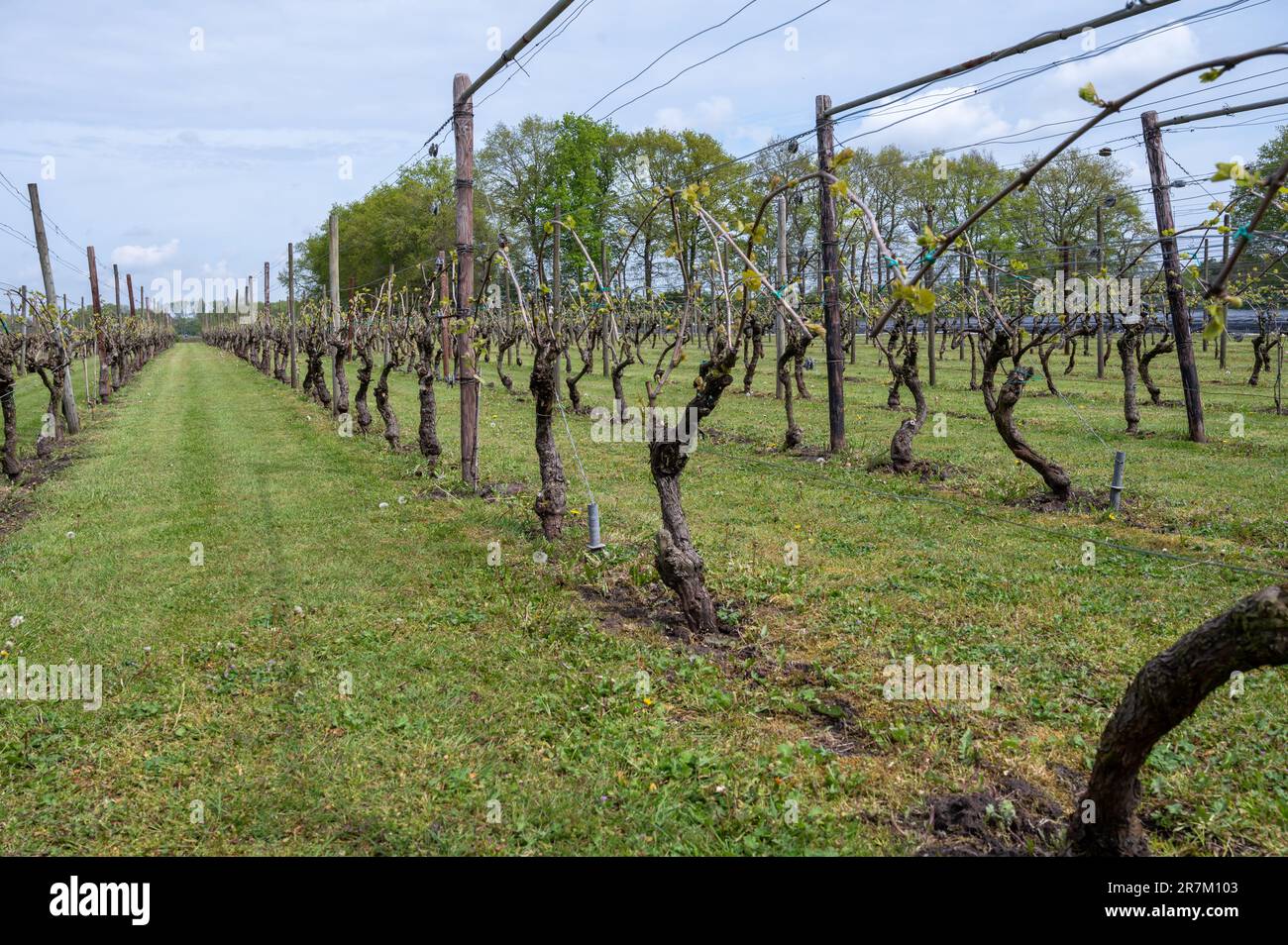 Dutch winery and vineyard in North Brabant, Netherlands, rows on ...