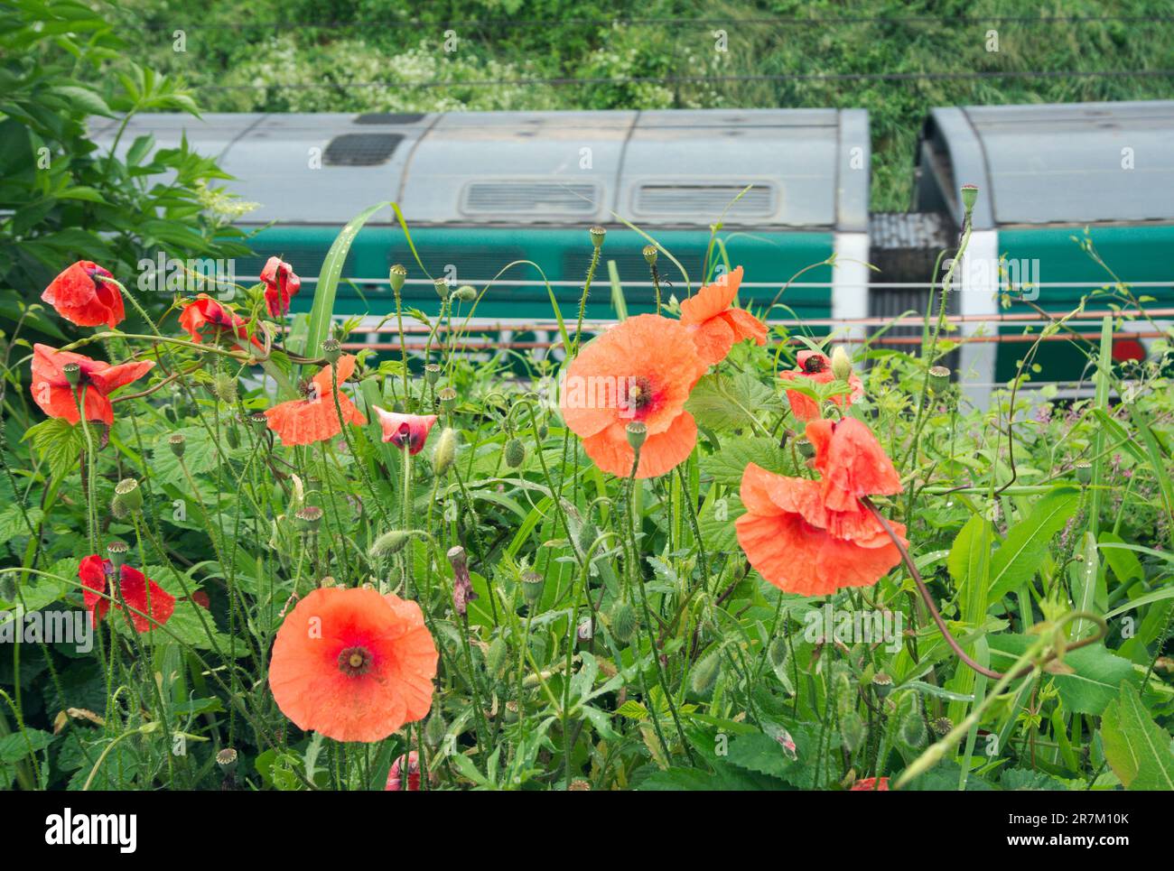 poppies blossom along a railroad Stock Photo - Alamy