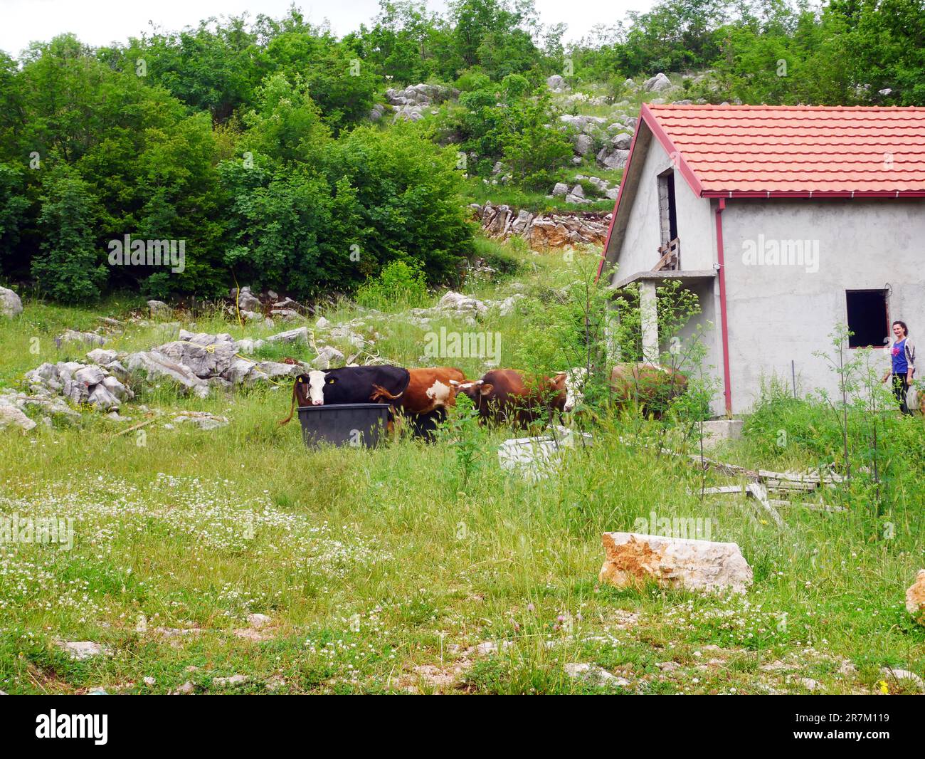 Montenegro. countrym road from Danilovgrad to Kotor Stock Photo - Alamy
