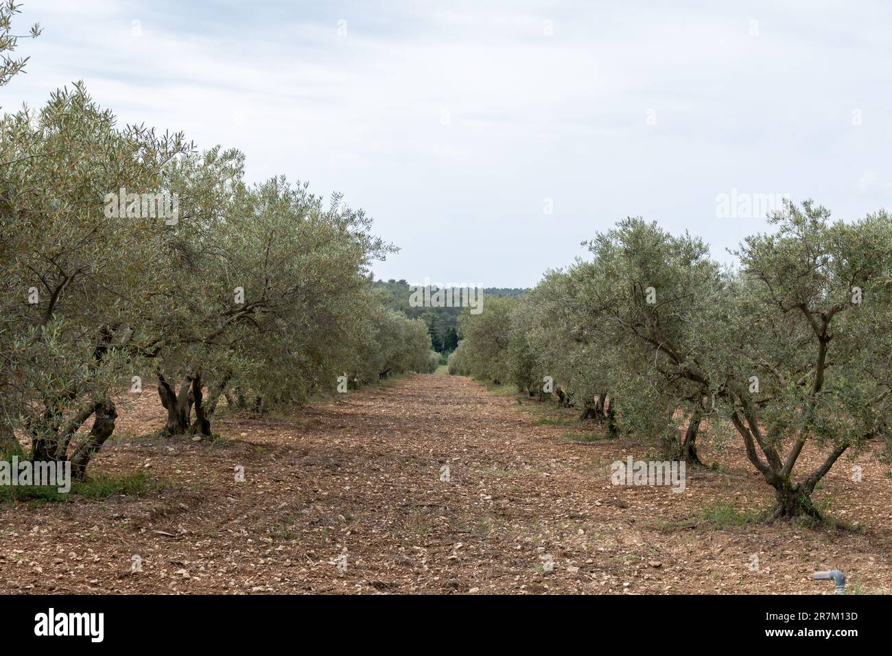 Olive trees growing in Alpilles region, Provence, France. Production of ...
