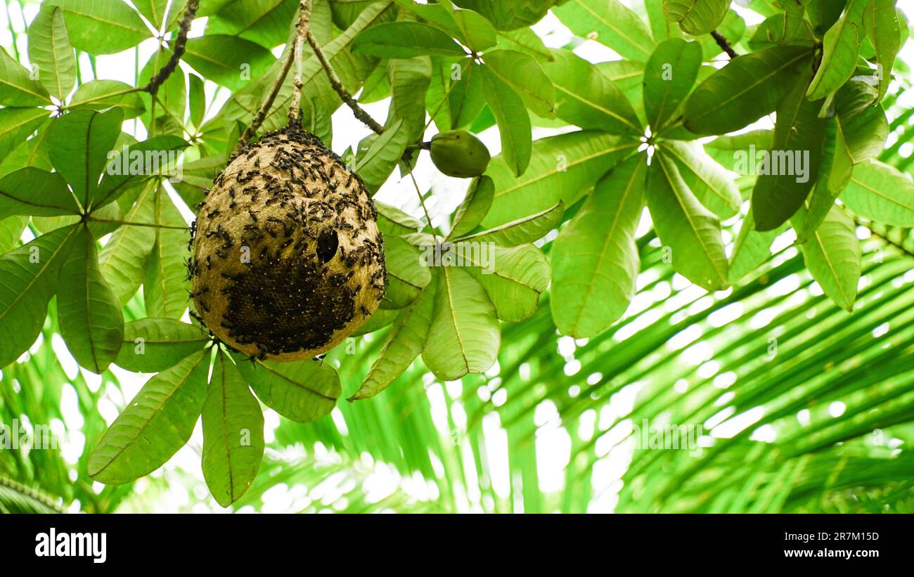 Wasp nest hanging from a tree Stock Photo - Alamy