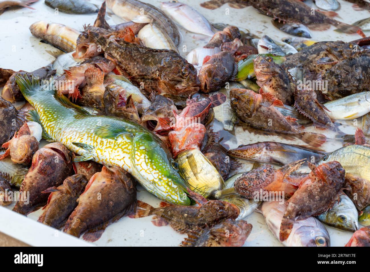 Catch of the day for sale on daily fish market in old port of Marseille ...