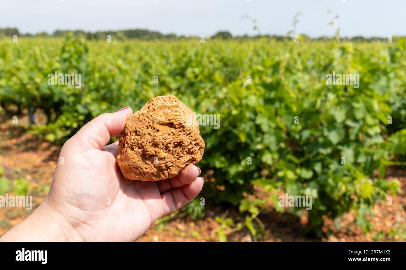 French red and rose wine grapes plants in row, Costieres de Nimes AOP ...