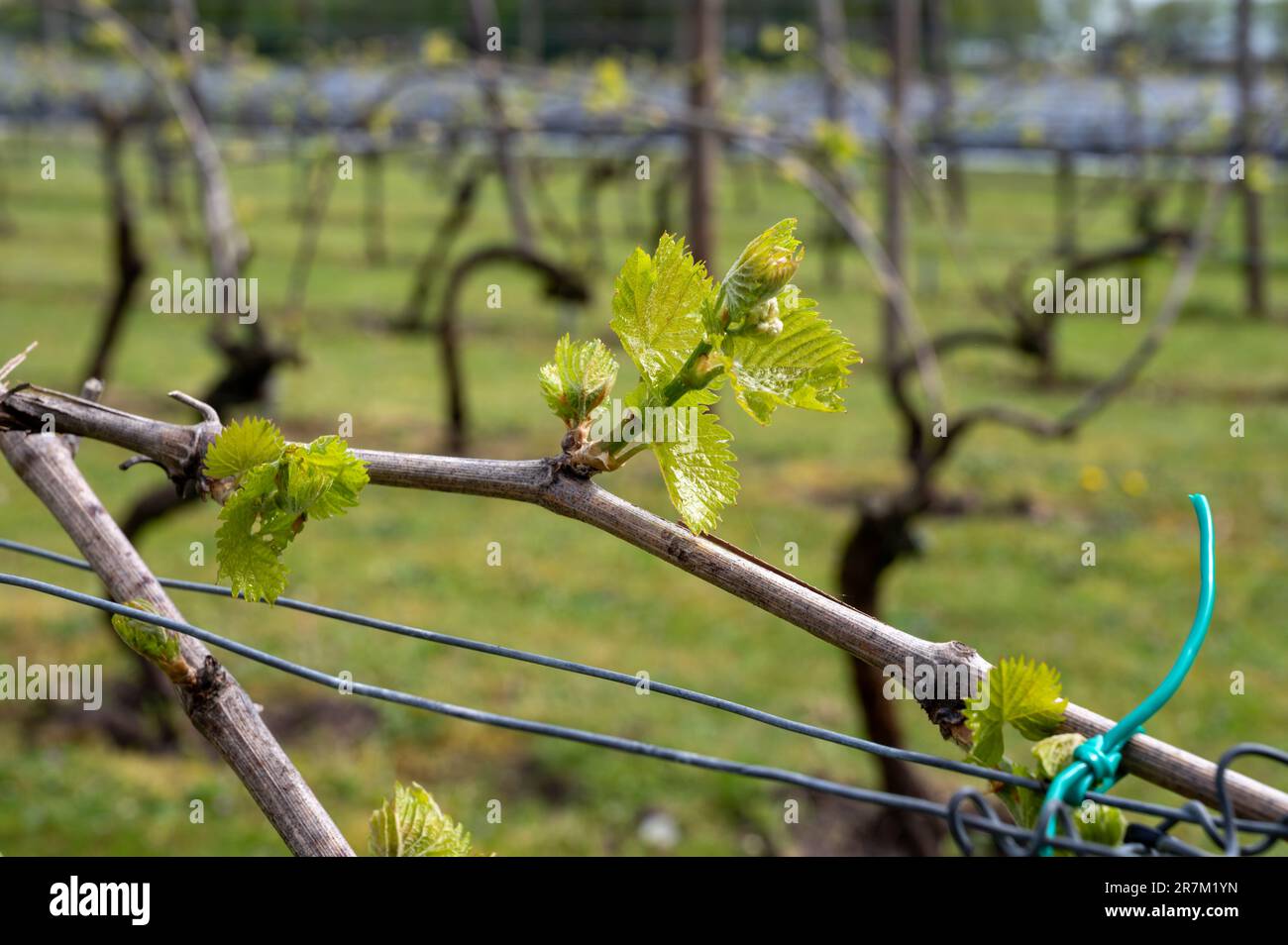 Dutch winery and vineyard in North Brabant, Netherlands, rows on ...