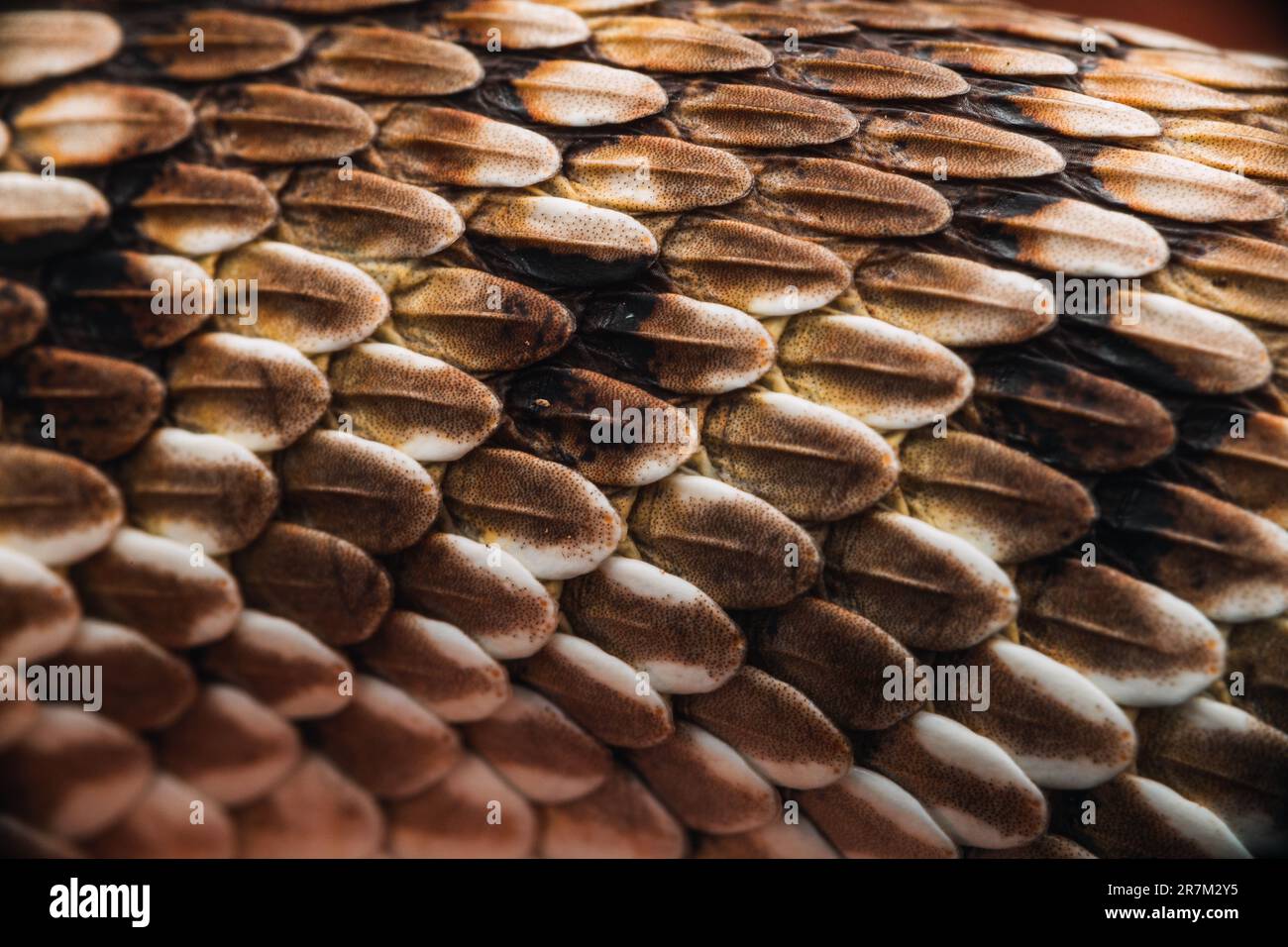 Mexican hognose snake hi-res stock photography and images - Alamy