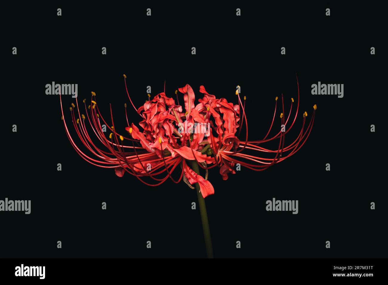 A stunning Spider lily is displayed in full bloom, with its delicate ...