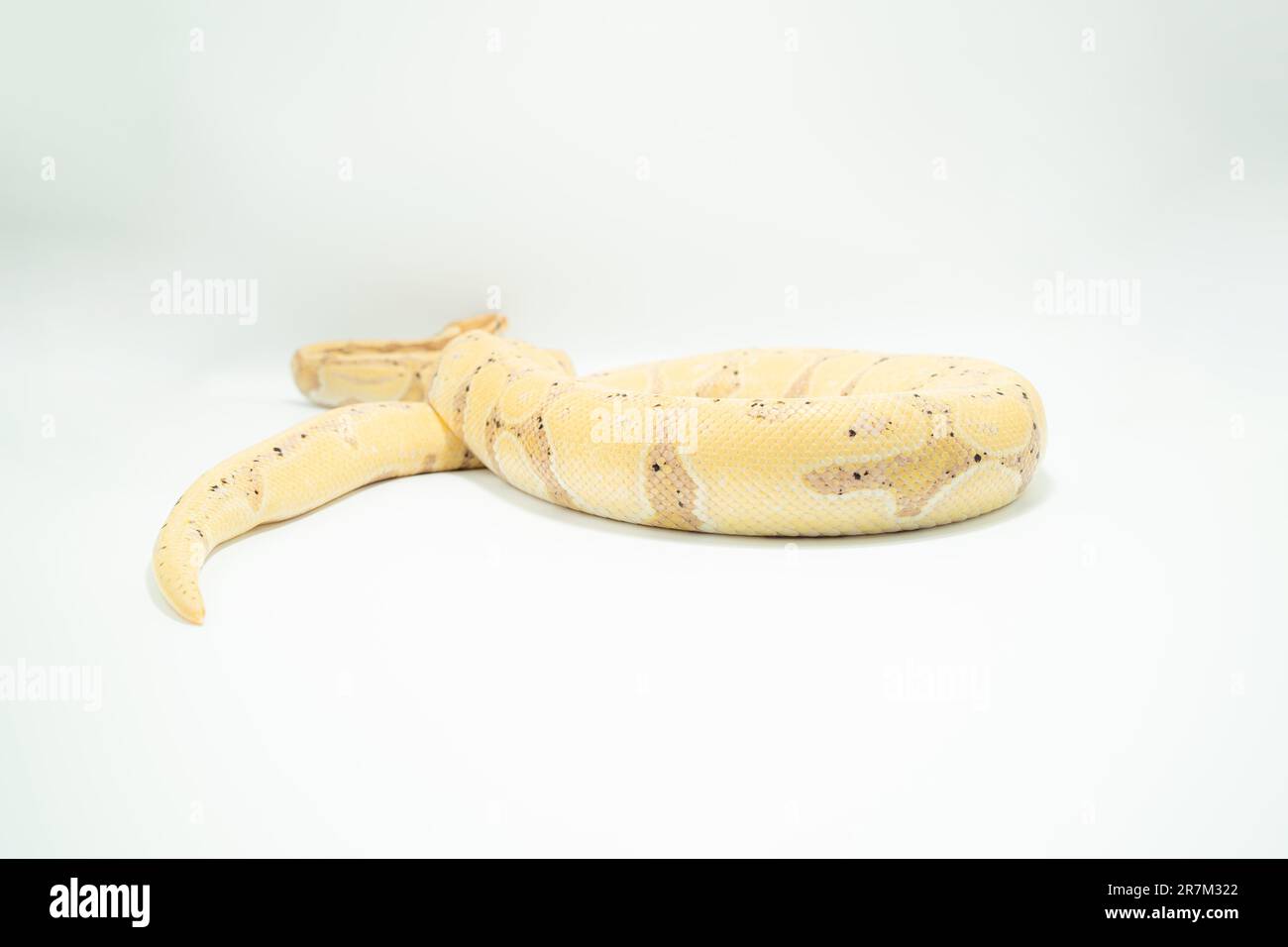 A light-colored Banana Ball Python coiled on a white surface, with its ...