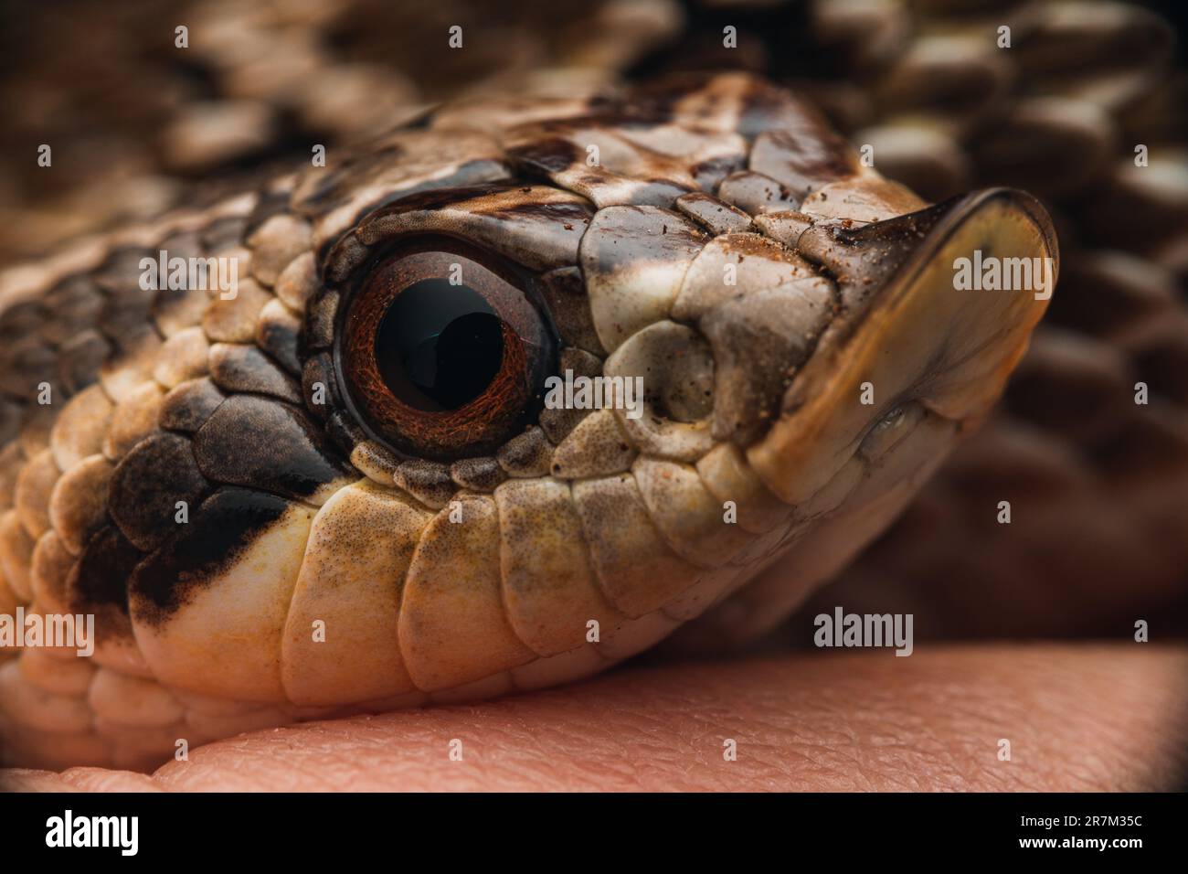 Human snake tongue hi-res stock photography and images - Alamy