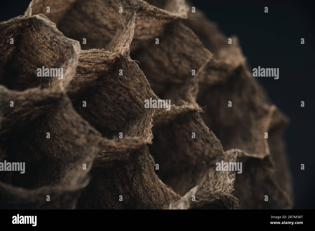 A detailed image of a paper wasp nest constructed from small pieces of ...