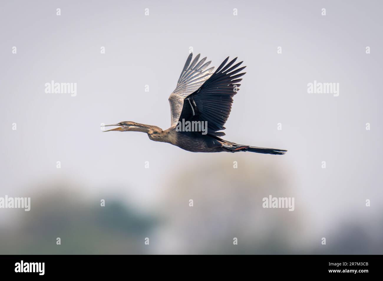 African darter flies opening beak wings raised Stock Photo - Alamy