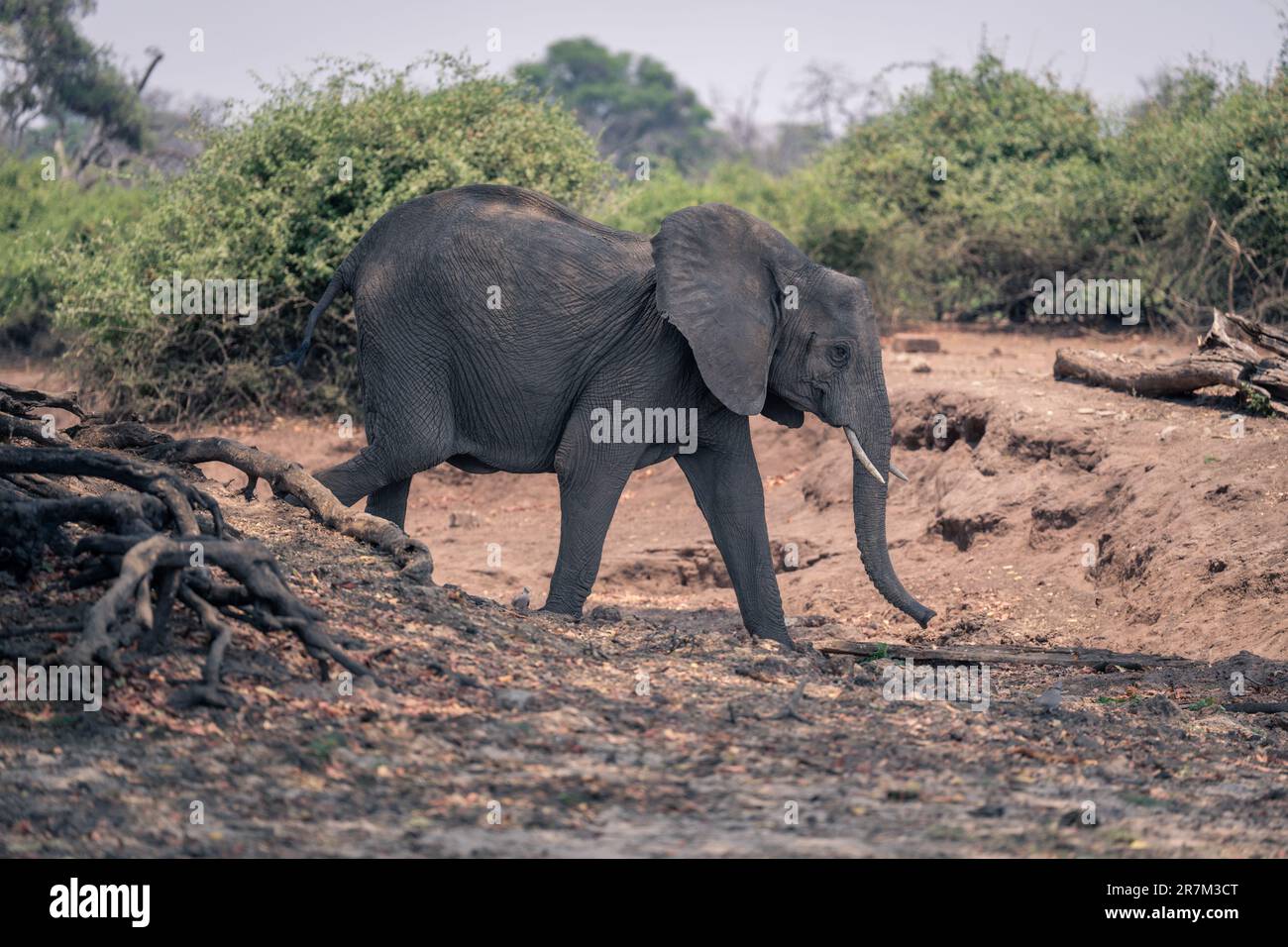 Elephant tree roots hi-res stock photography and images - Alamy