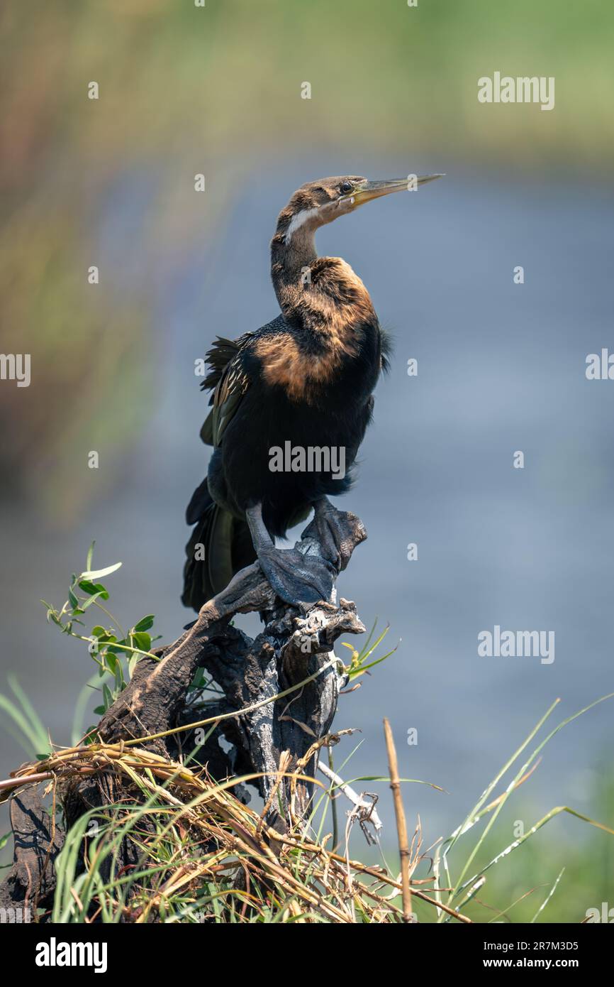 African darter on stump in tangled grass Stock Photo - Alamy