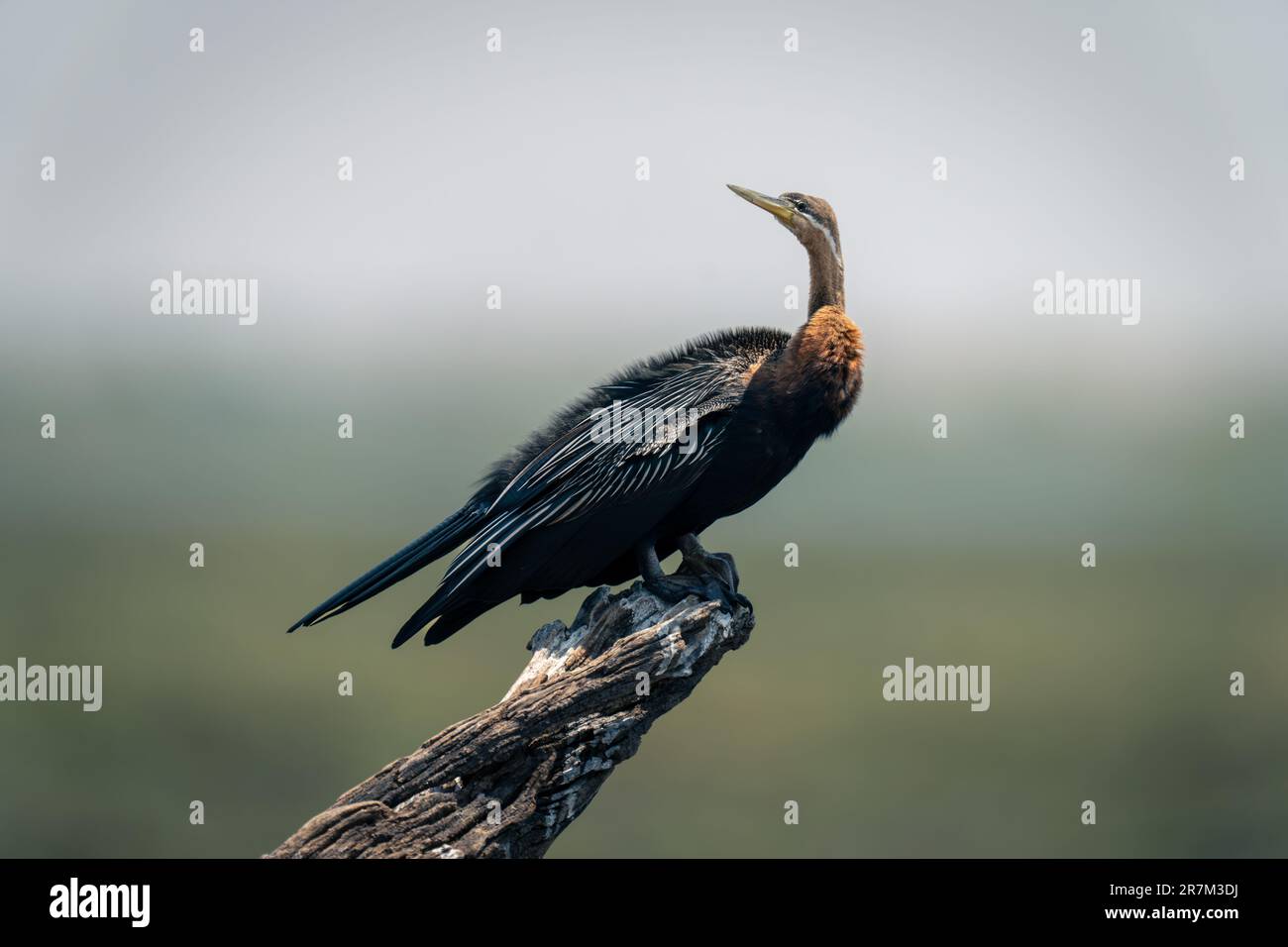 African darter on stump stained with guano Stock Photo - Alamy