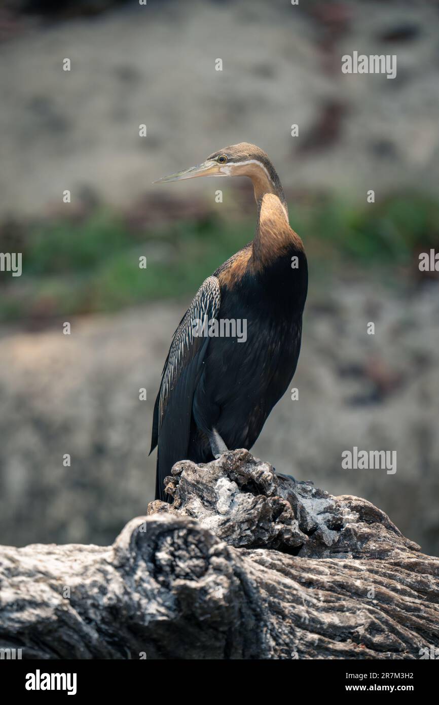 African darter on tree stump turning head Stock Photo - Alamy