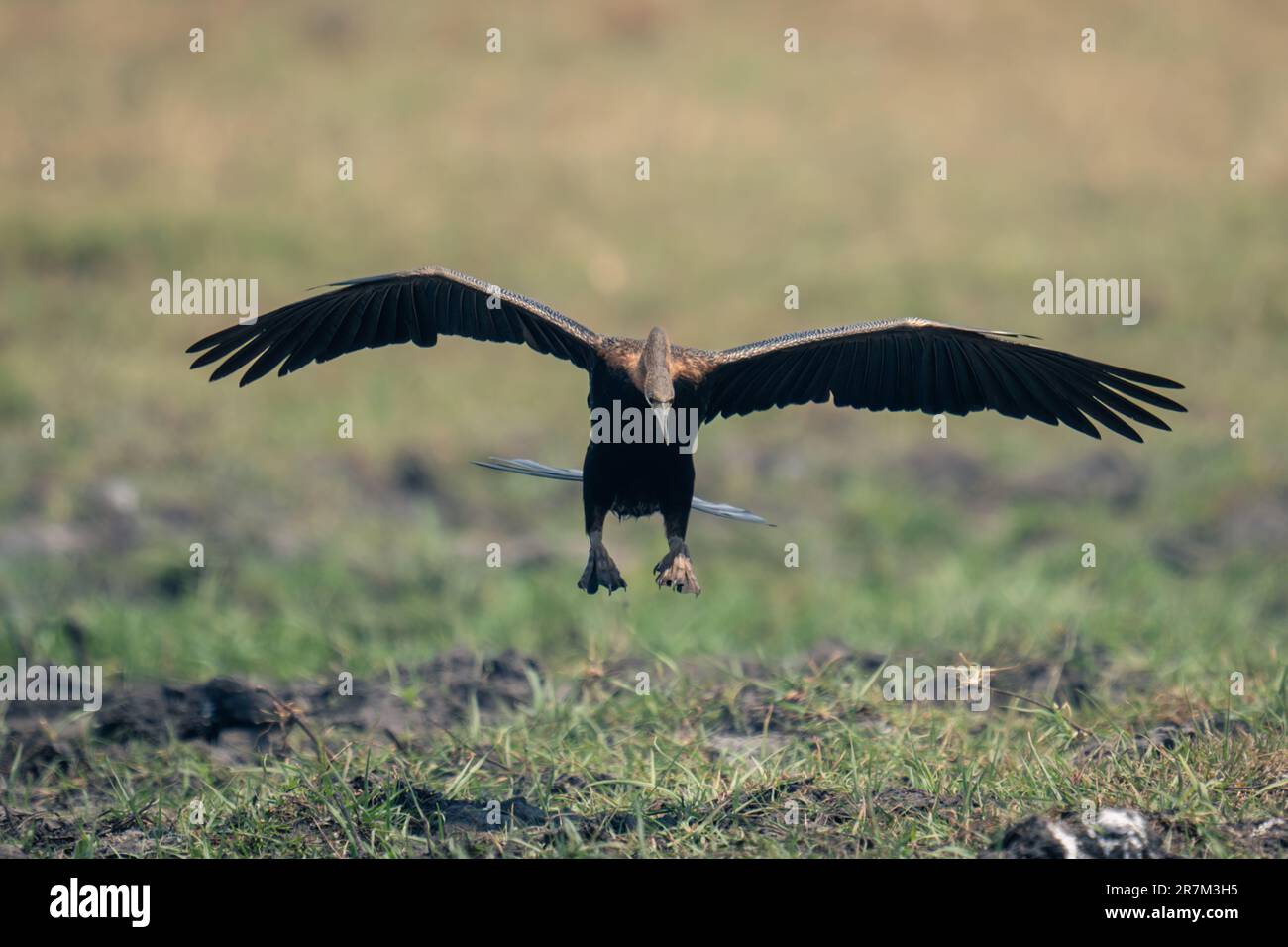 Anhinga bird spreads wings hi-res stock photography and images - Alamy