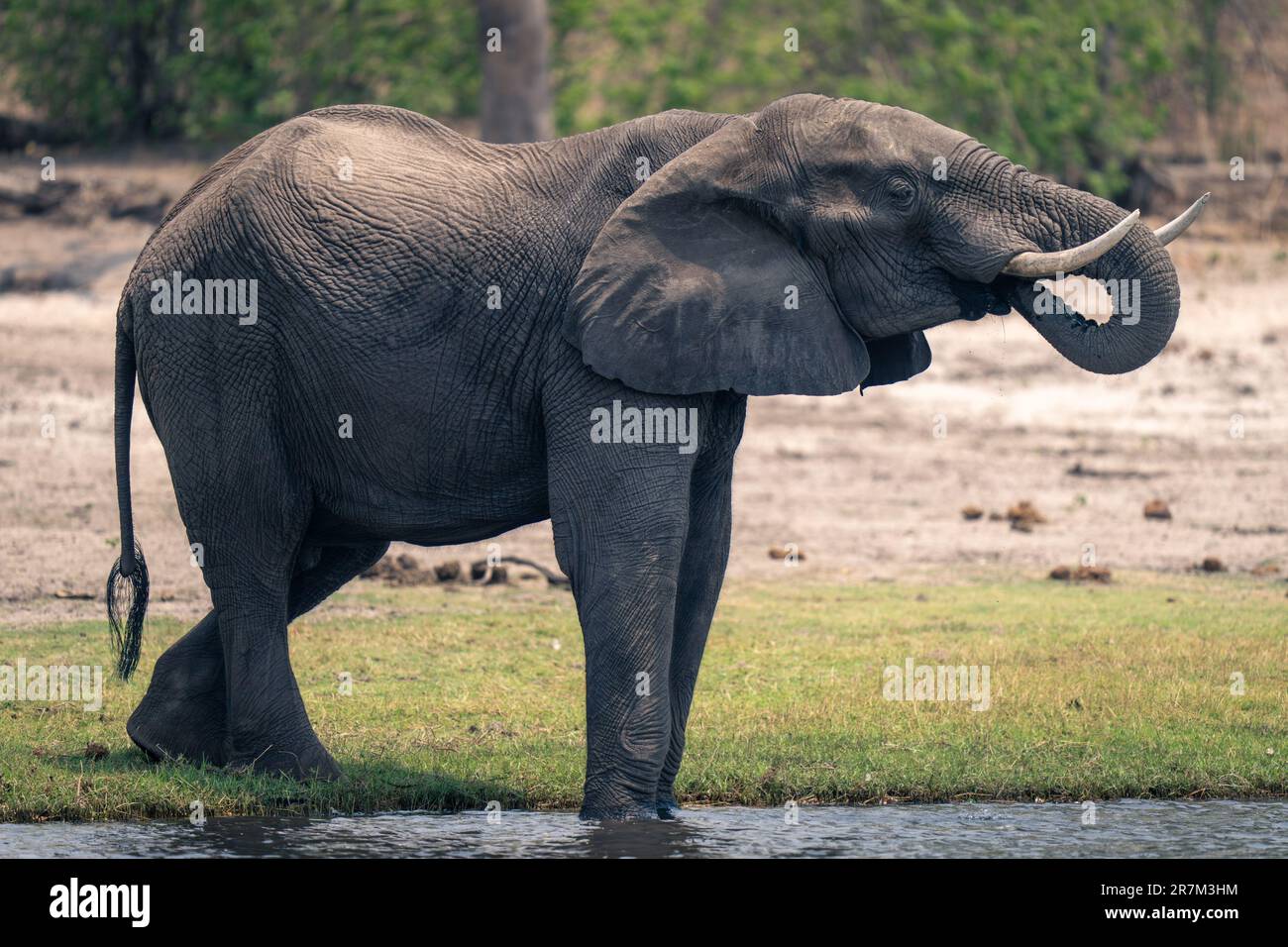 African elephant drinks from river using trunk Stock Photo - Alamy