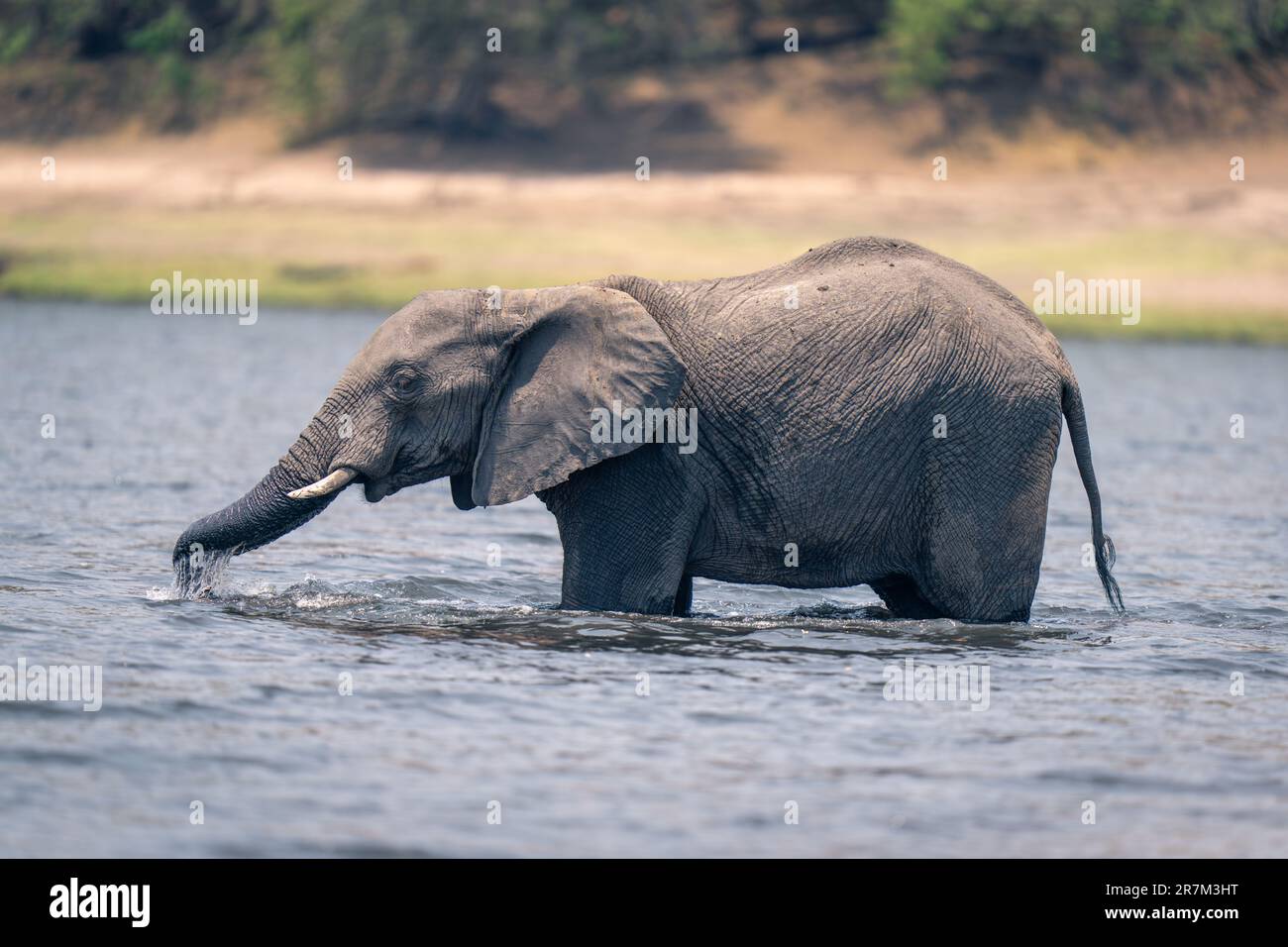 African elephant stands drinking in shallow river Stock Photo - Alamy
