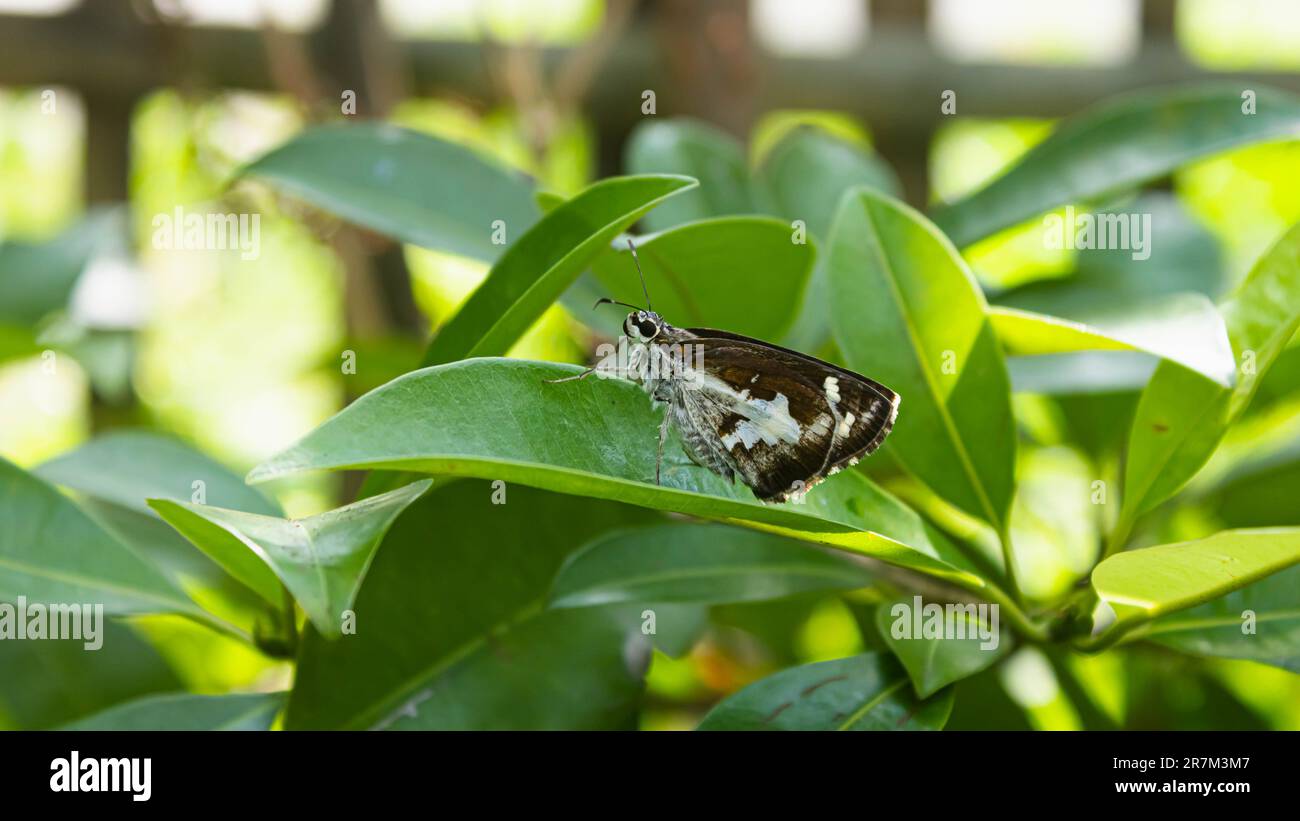 Black dash hi-res stock photography and images - Alamy