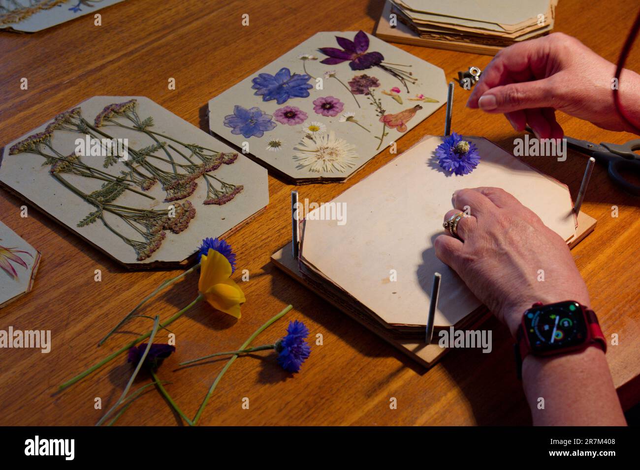Flattening flowers hi-res stock photography and images - Alamy