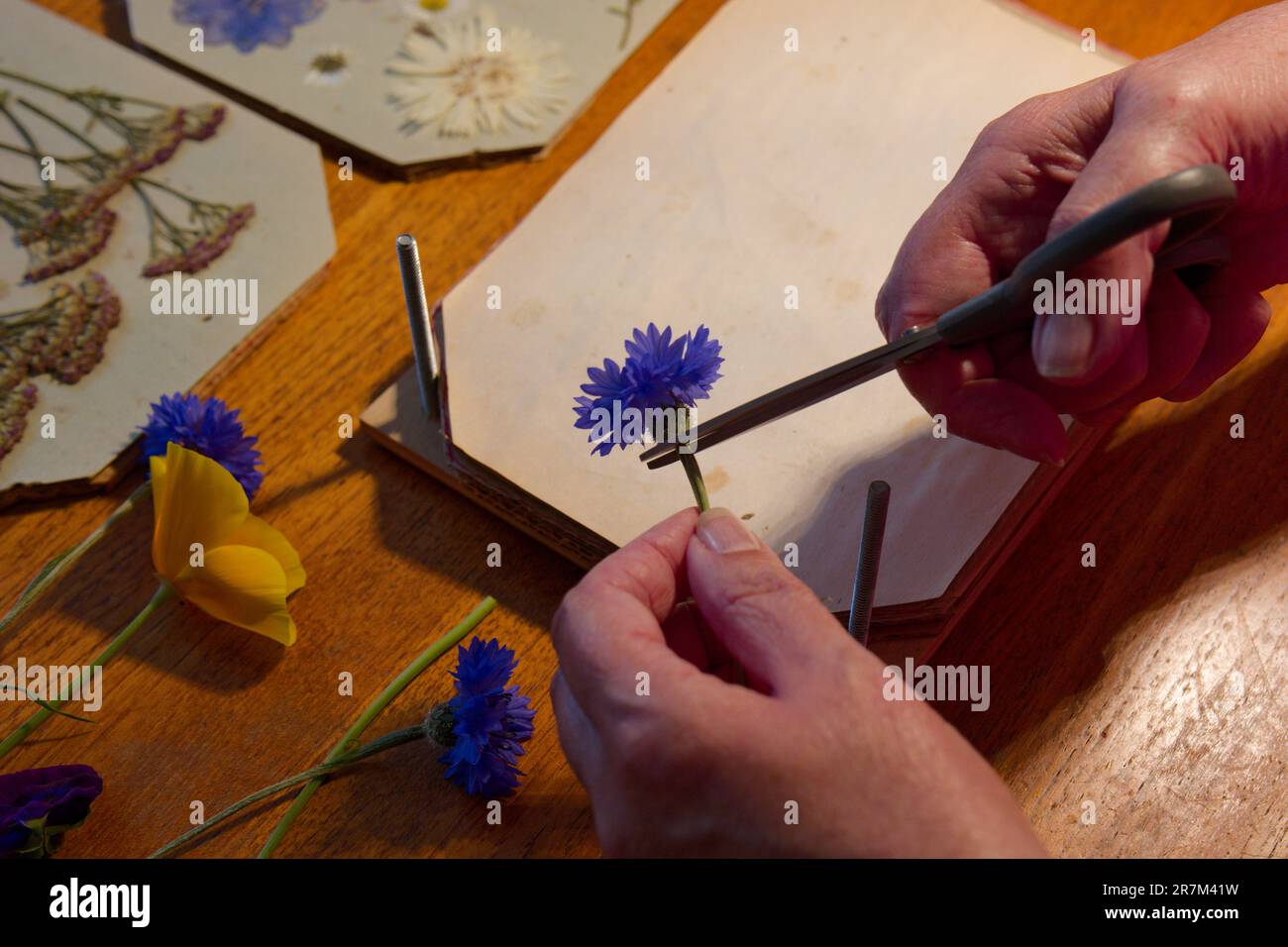 Adult Crafting - Pressing flowers - Pressed flowers Stock Photo - Alamy