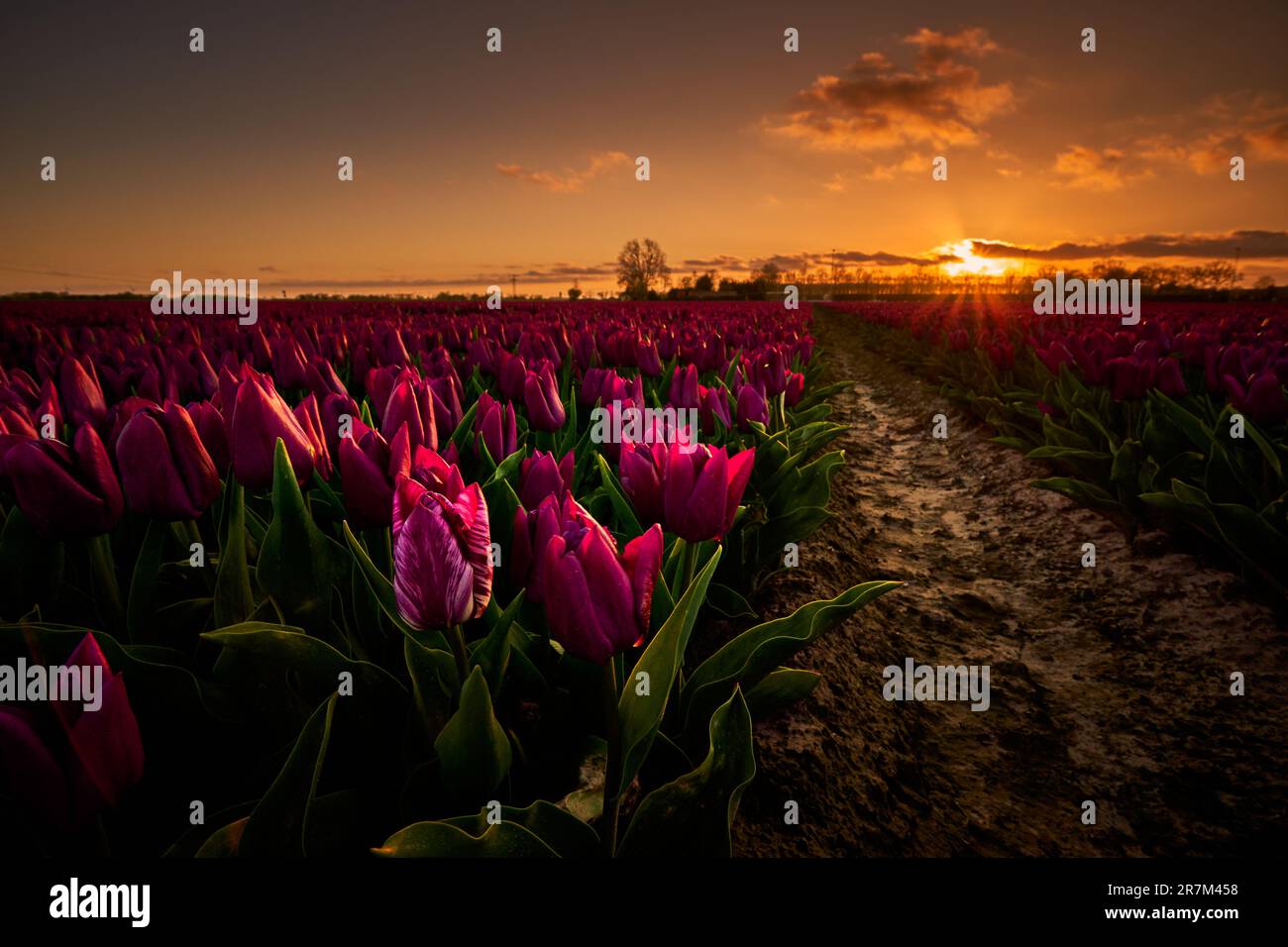 Tulip flowers field sunset hi-res stock photography and images - Alamy