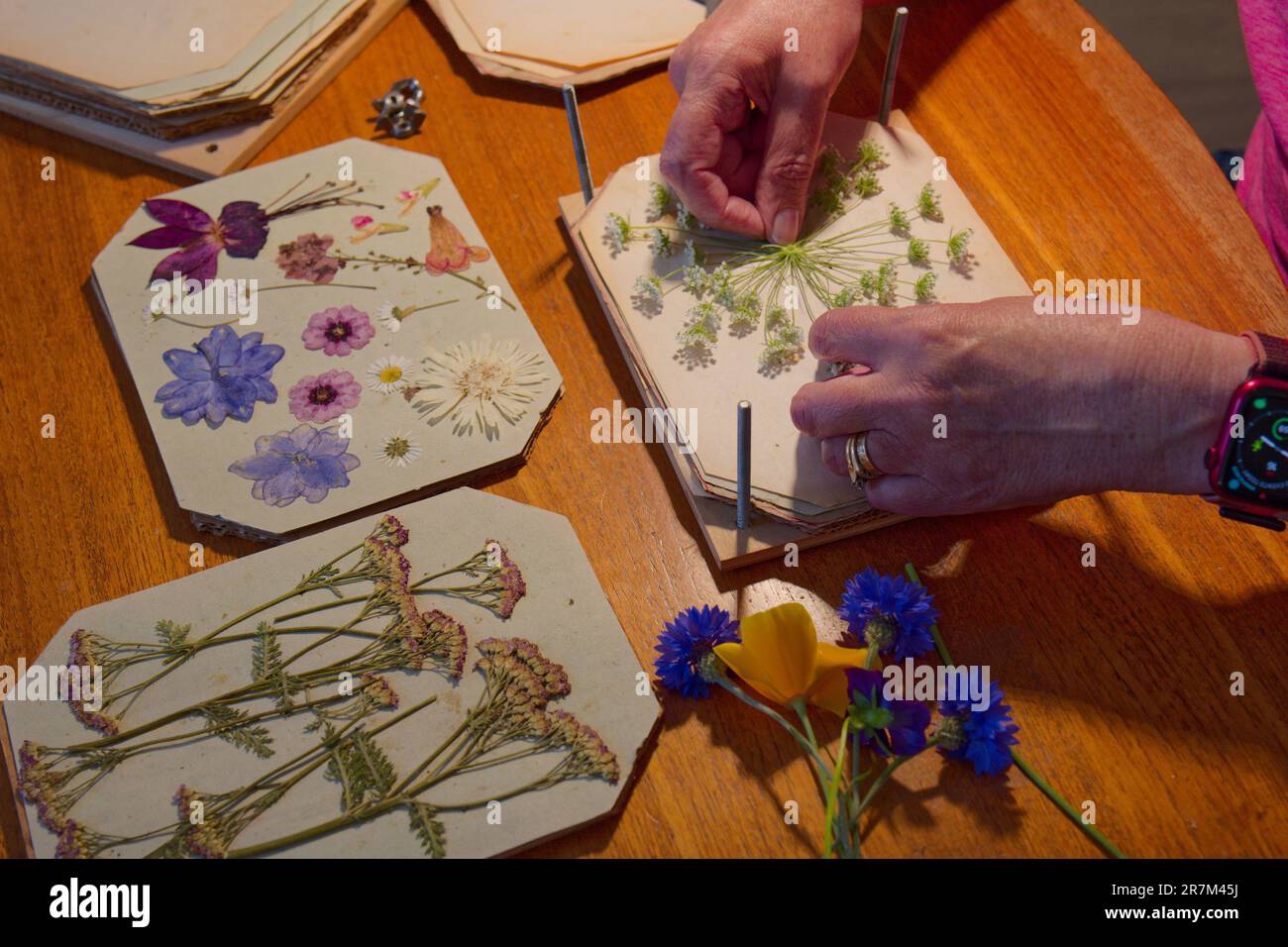 Fuchsia paper flowers hi-res stock photography and images - Alamy