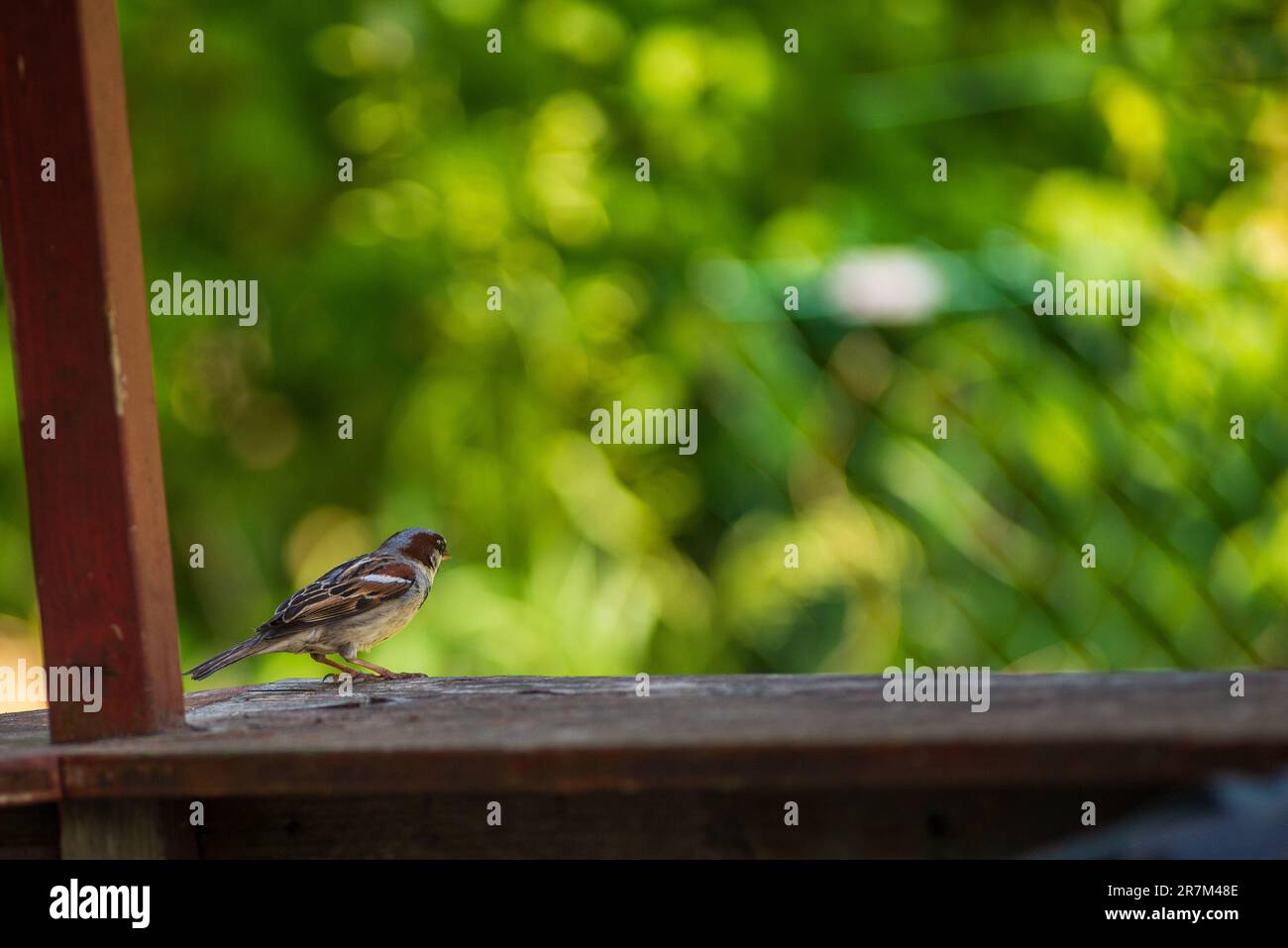 A sparrow looks for insects in a backyard Stock Photo - Alamy