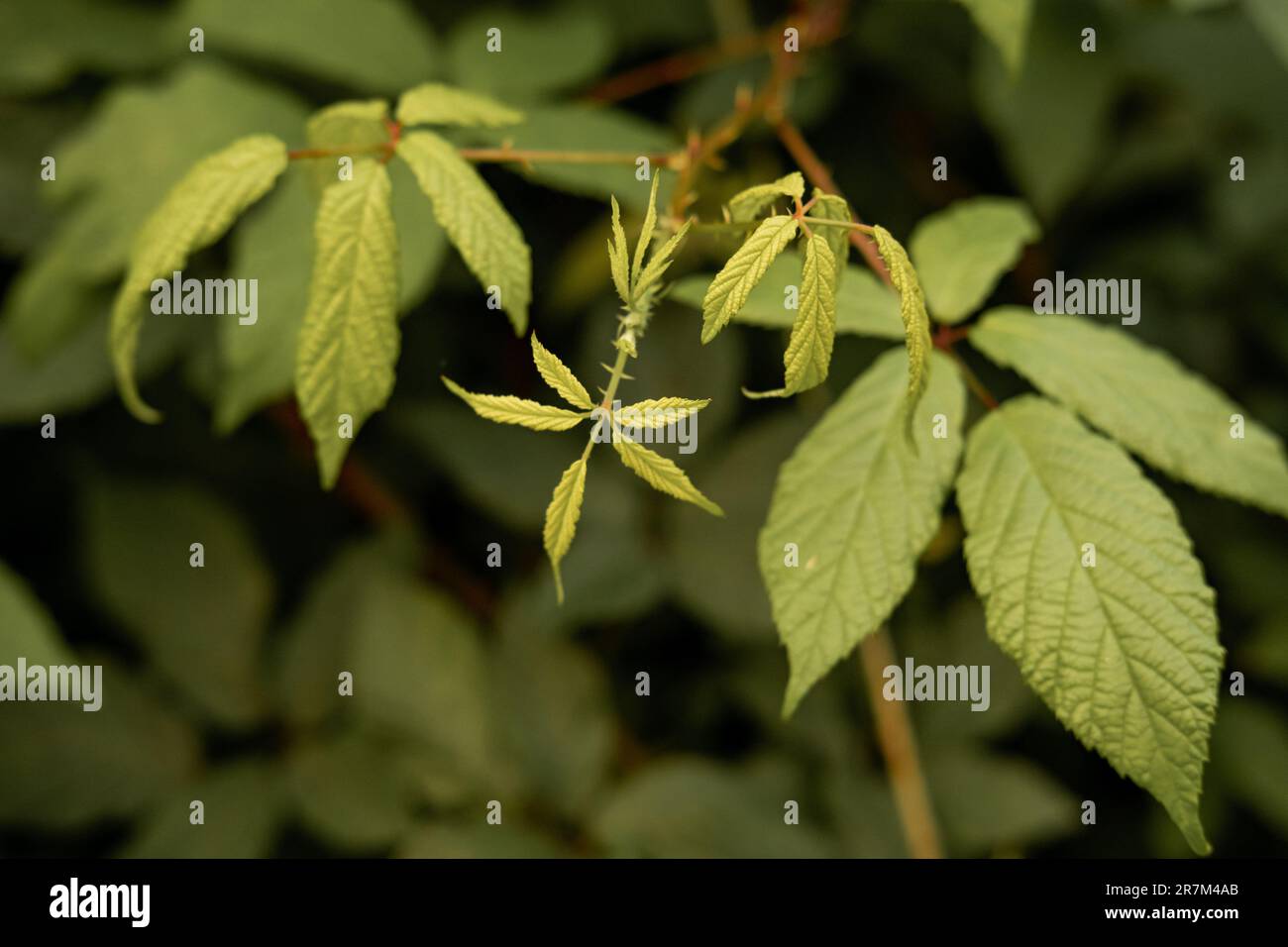 A close-up of a branch of an Asian Elm tree with fresh green foliage ...