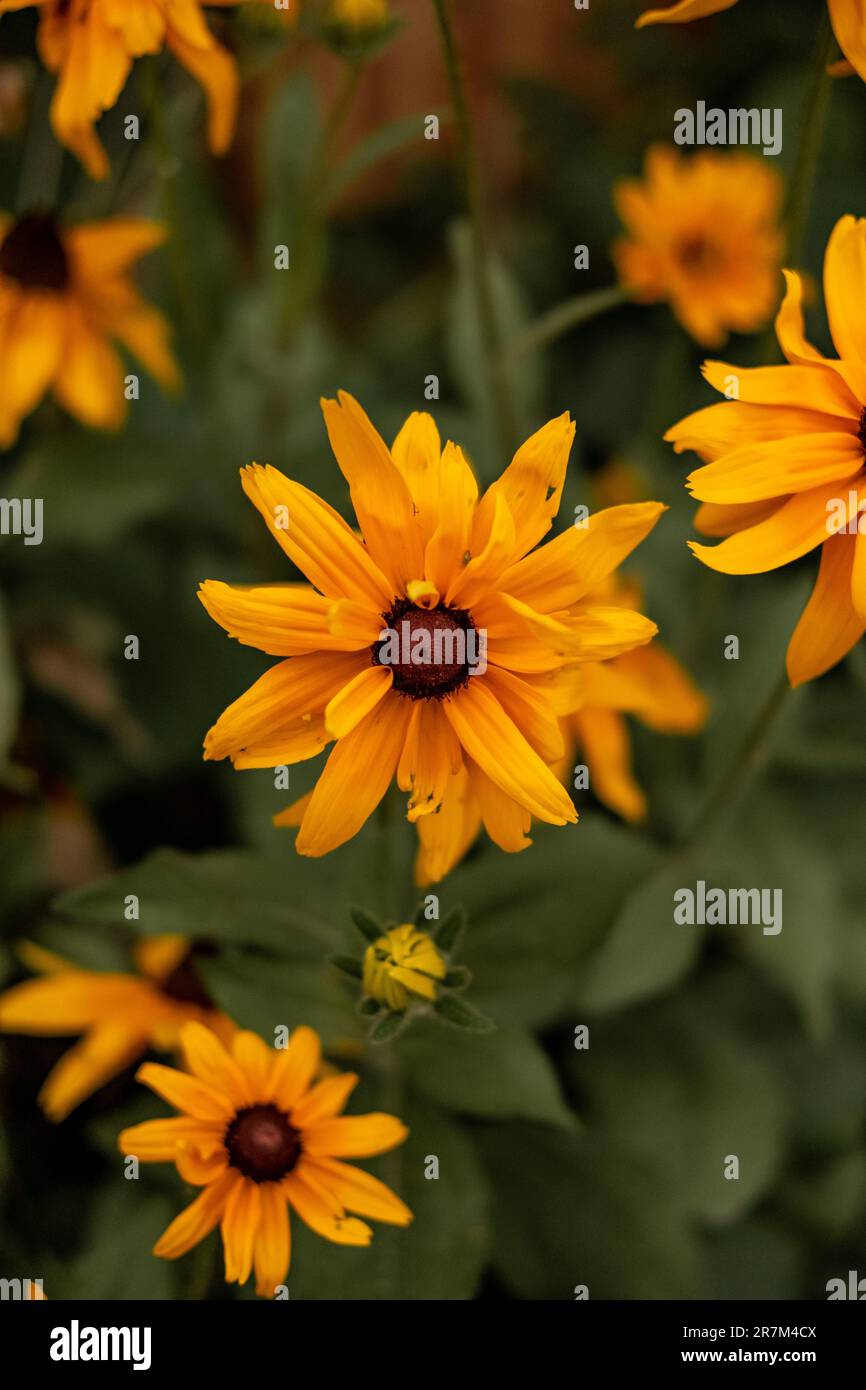 A vibrant garden setting featuring large yellow flowers with ...